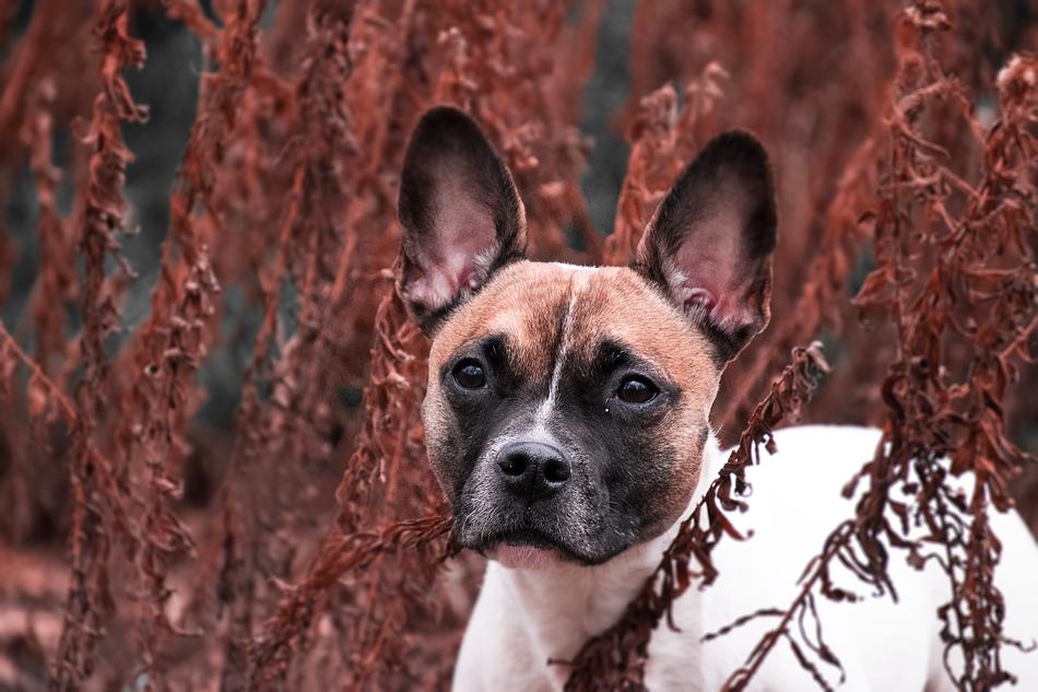 Hybrid Dog Tree free image download