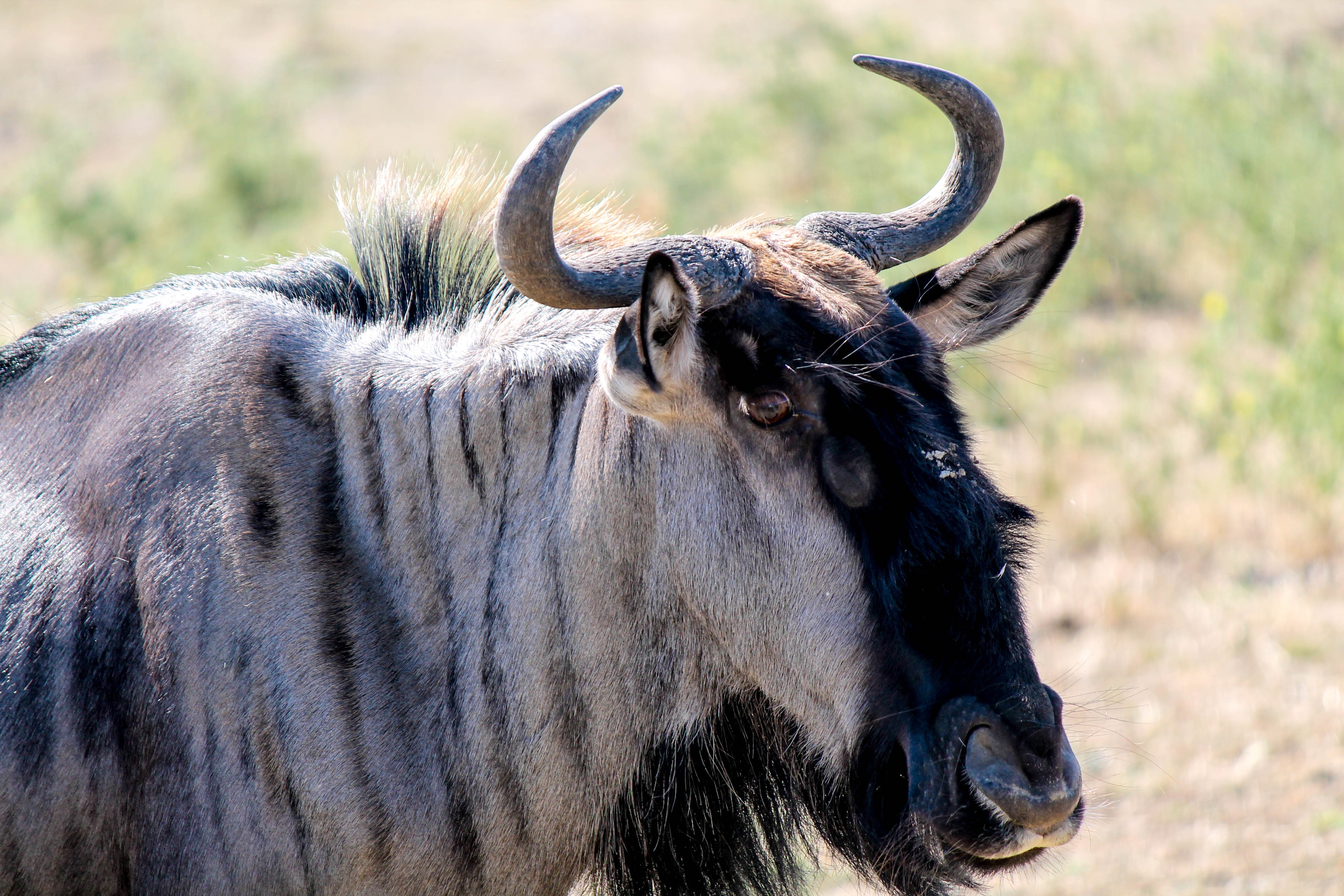 Animal Nature Head free image download