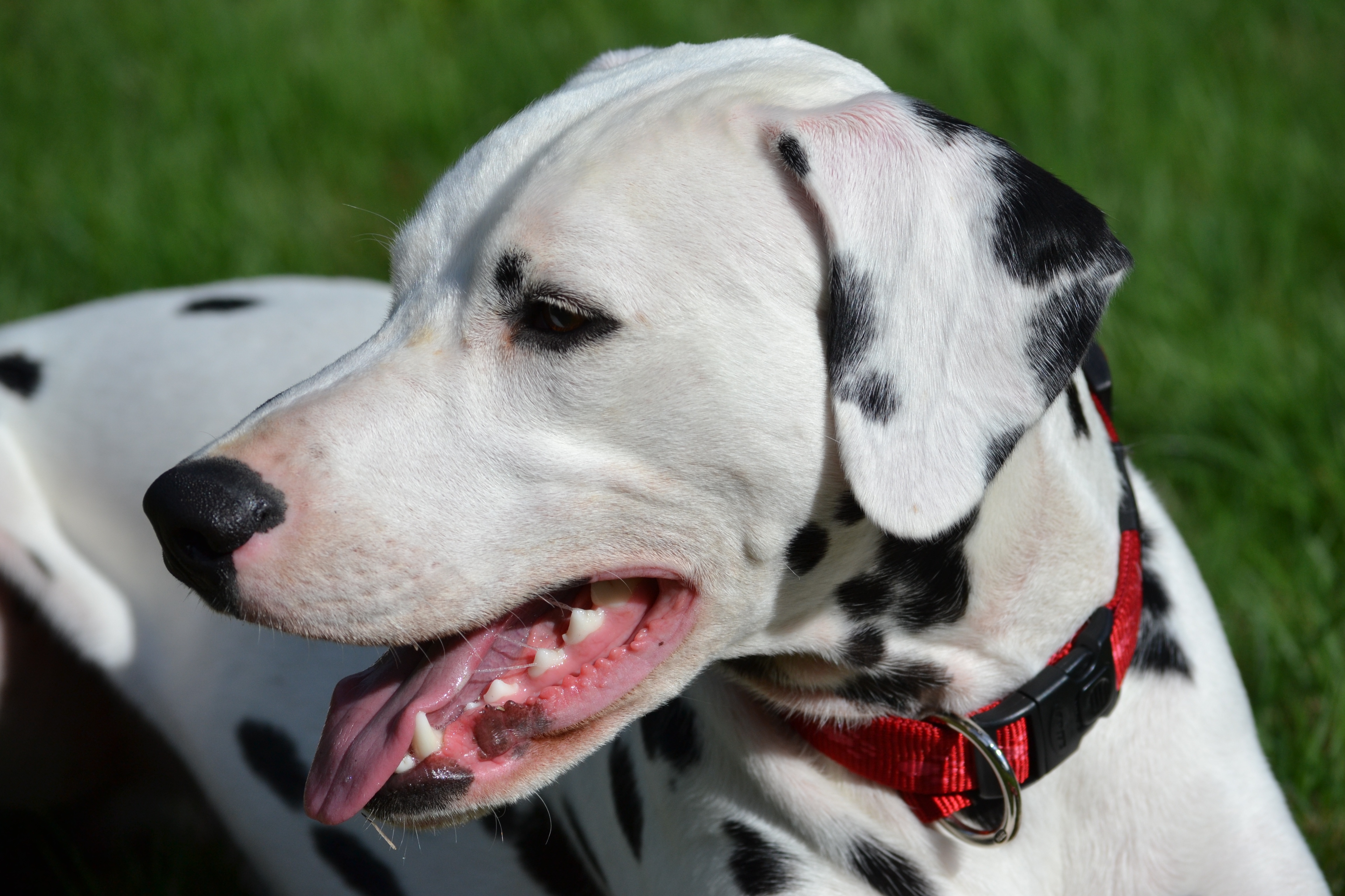 Dog Animals Portrait free image download