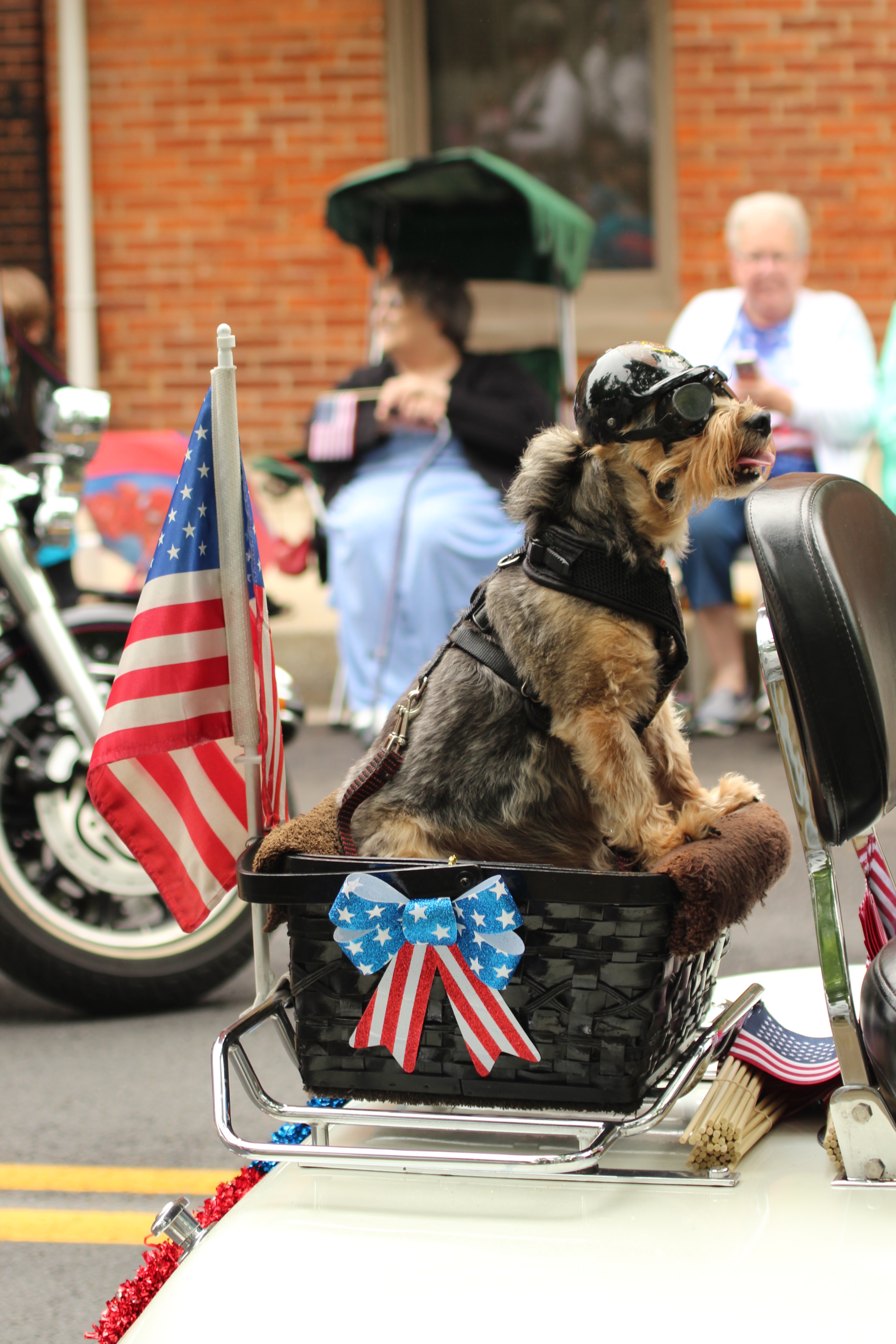Dog Parade Patriotic free image download