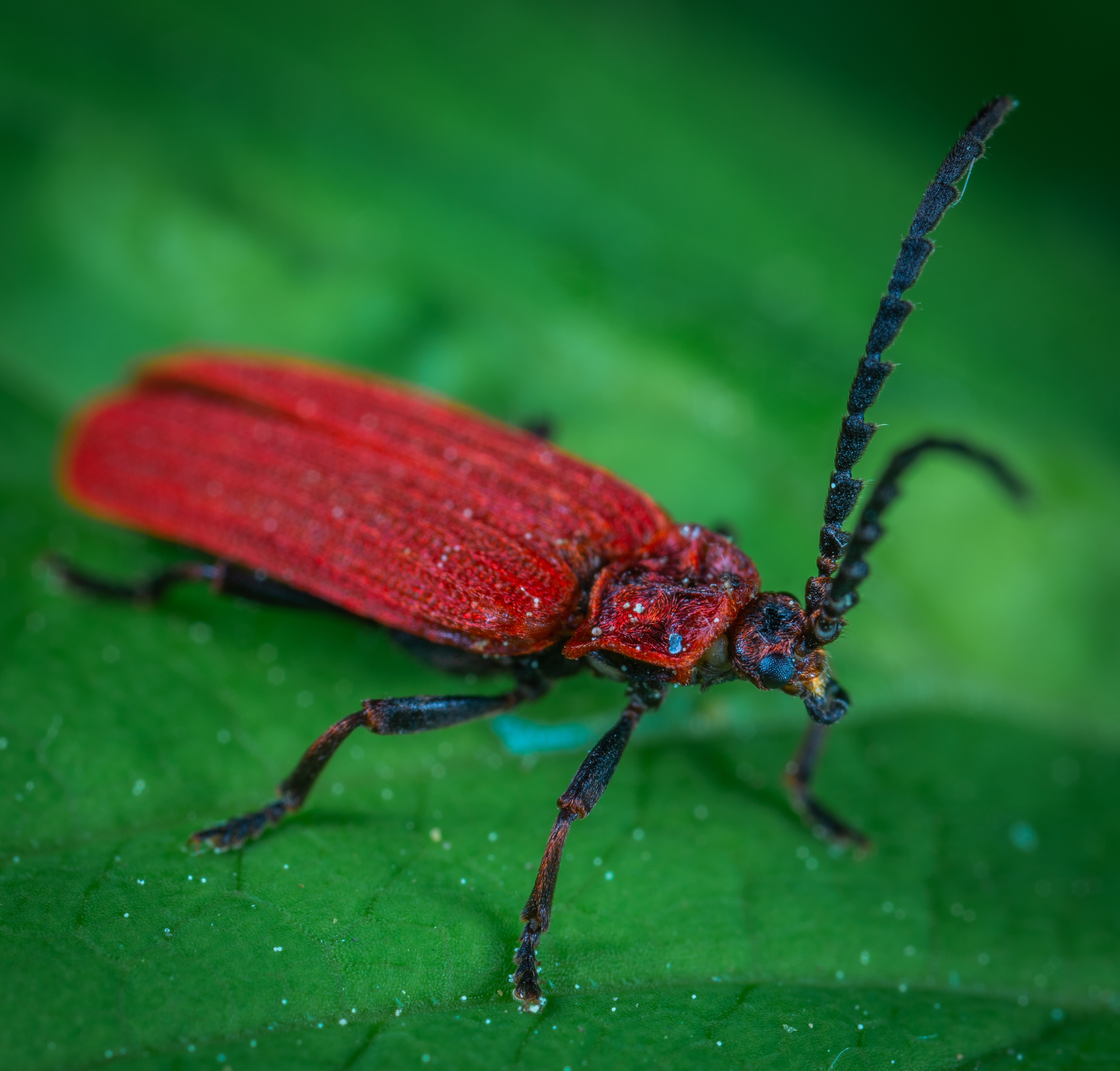 Beetle Insect Macro free image download