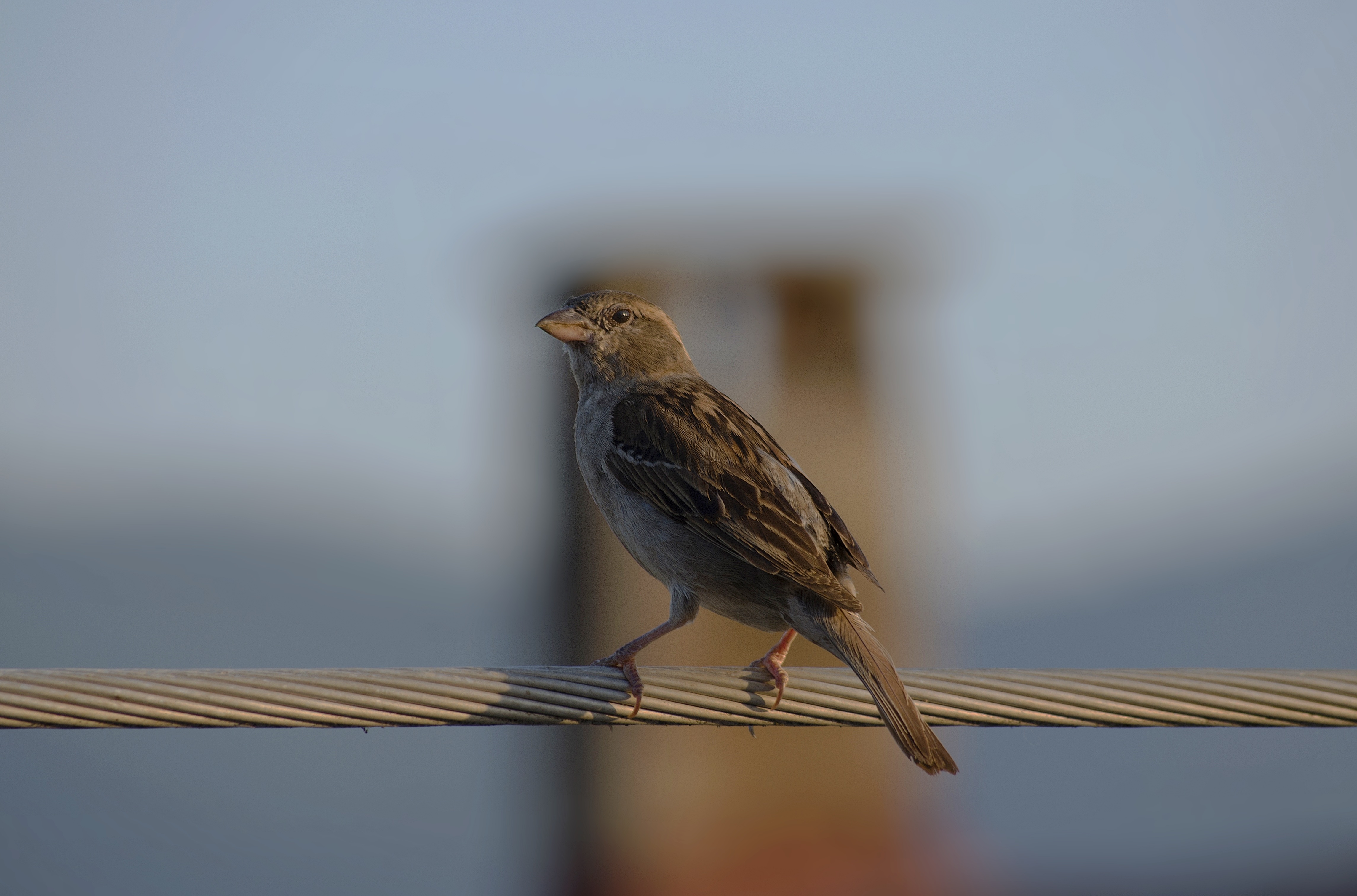 Bird Sparrow Wings free image download