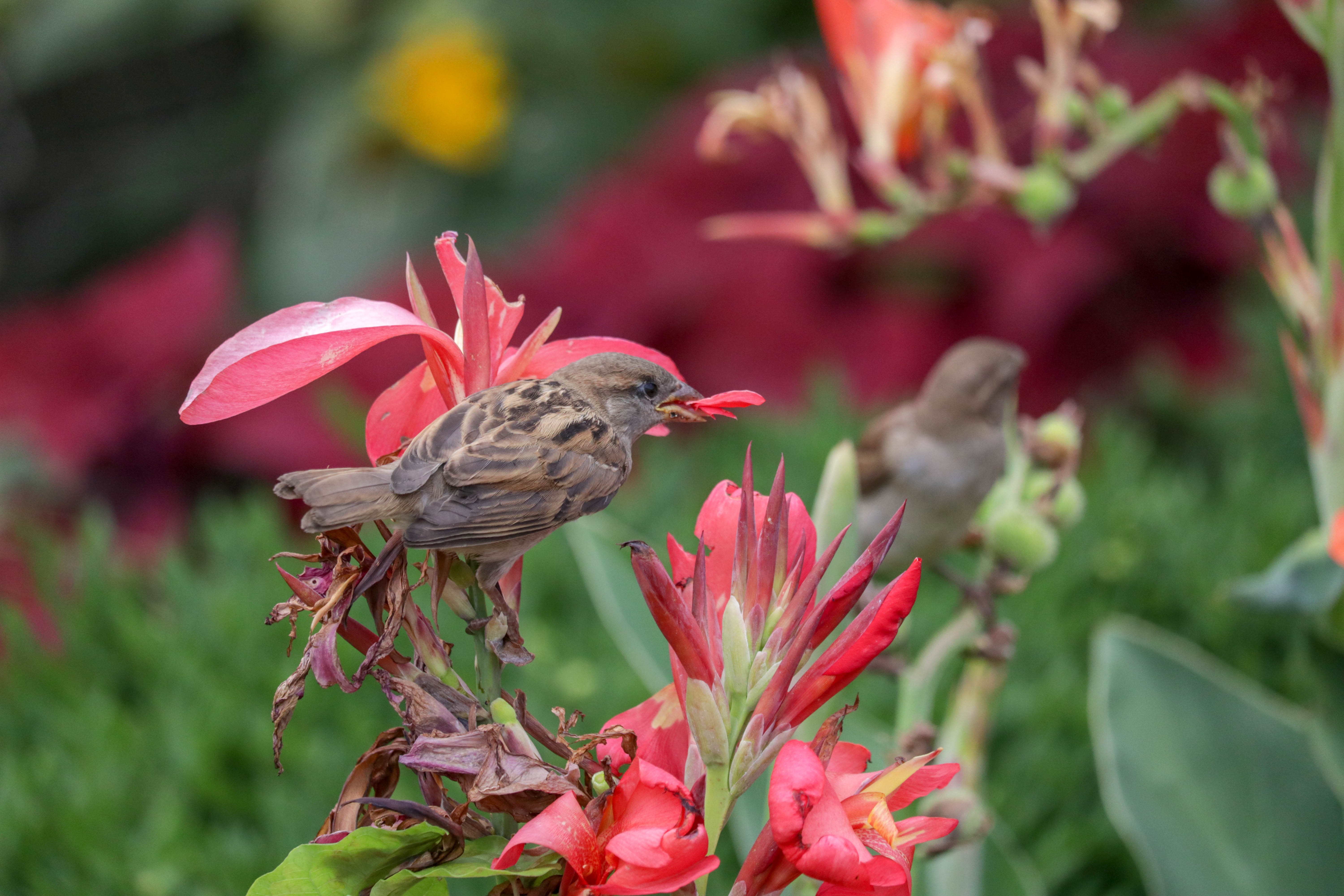 Bird Flower Green free image download