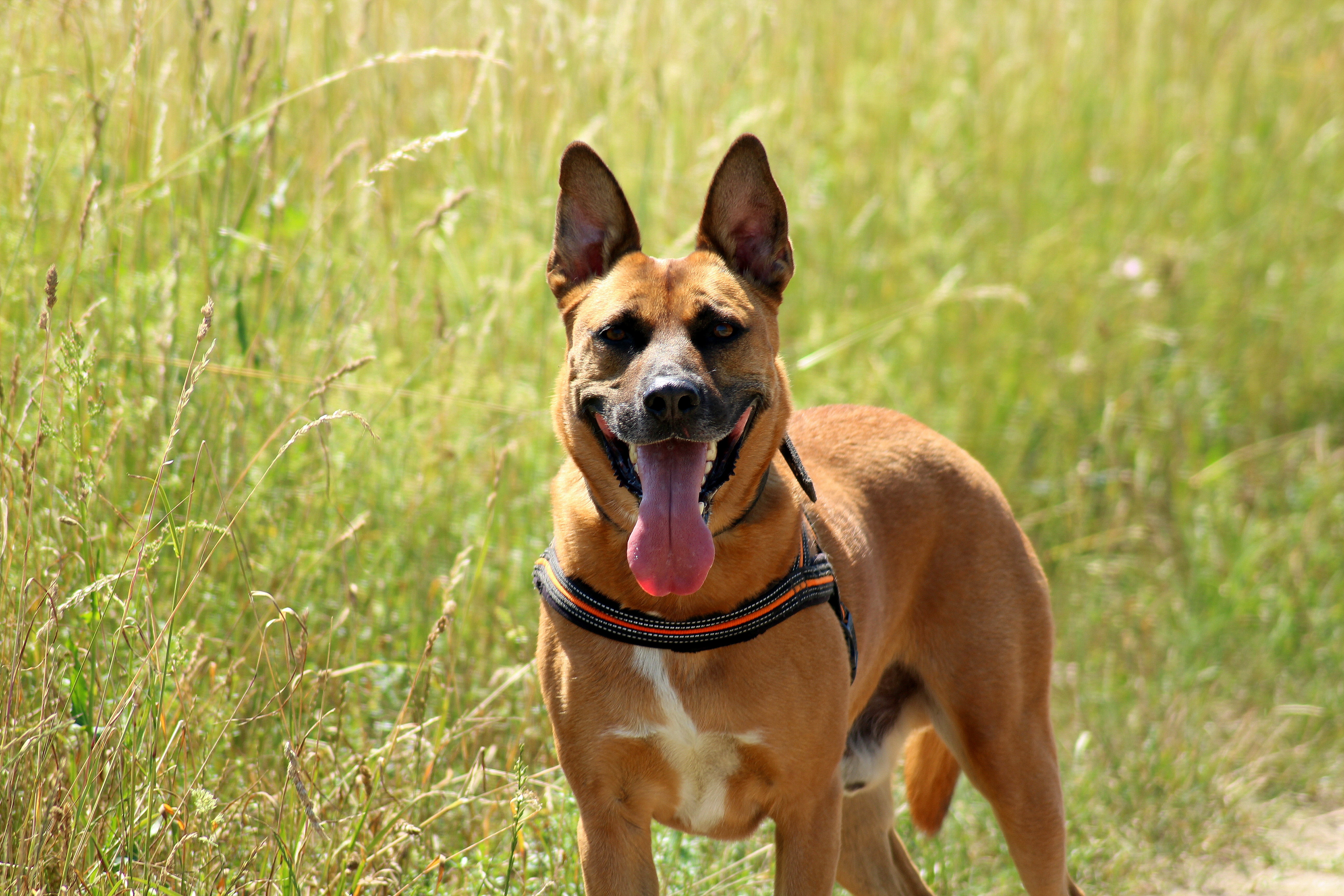Dog Spacer Animal free image download