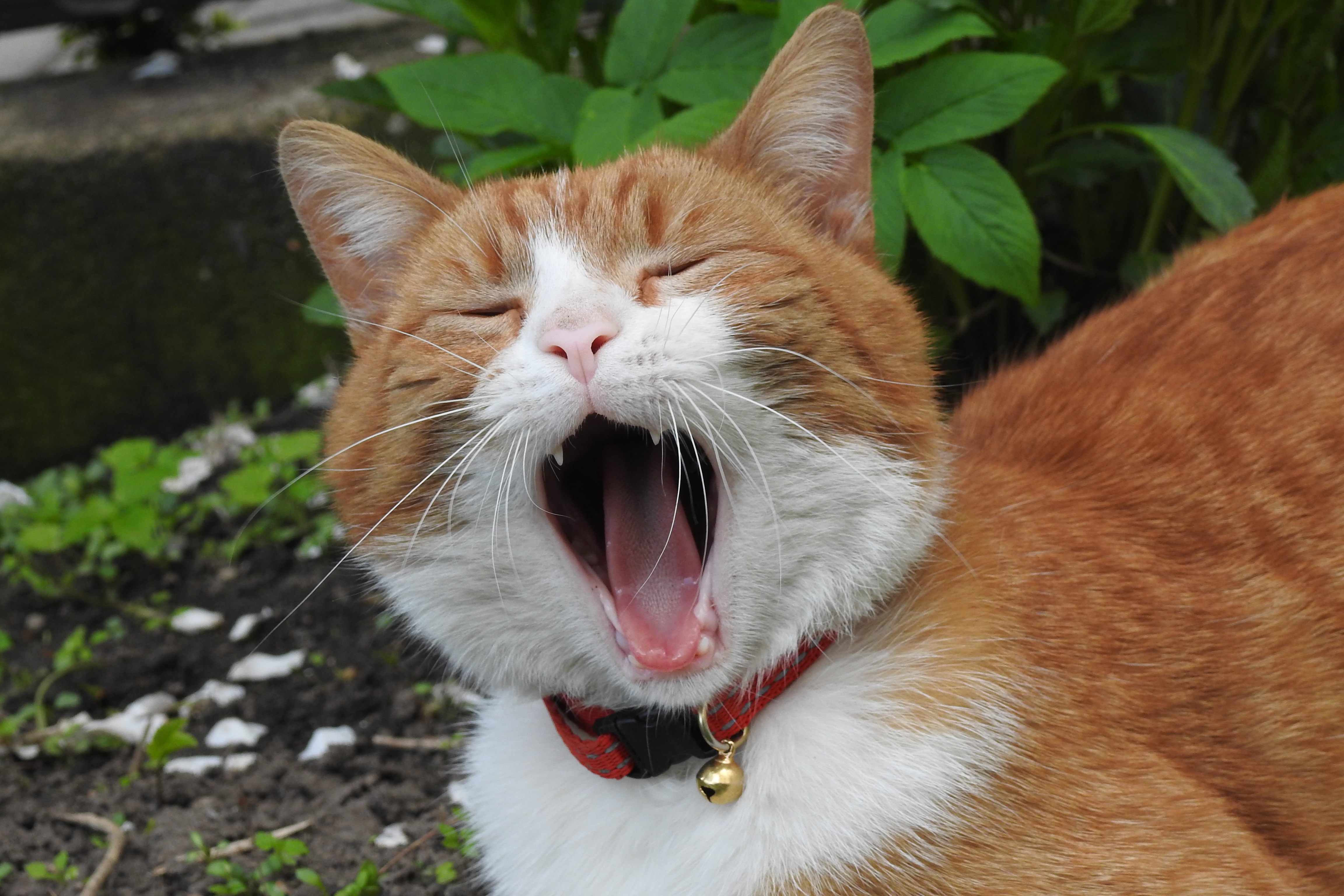 Animals Cat Charming free image download
