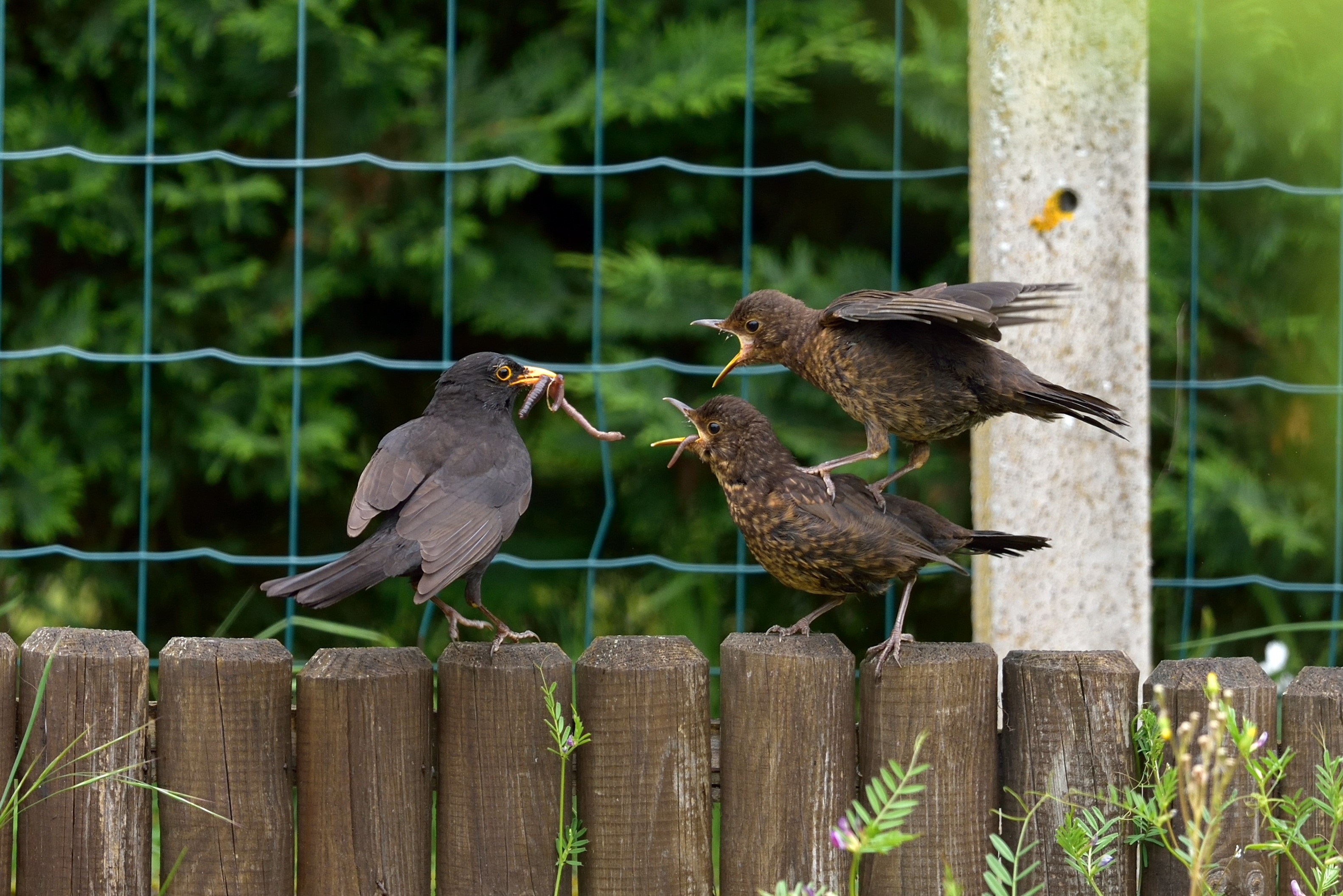 Bird Nature Fauna free image download