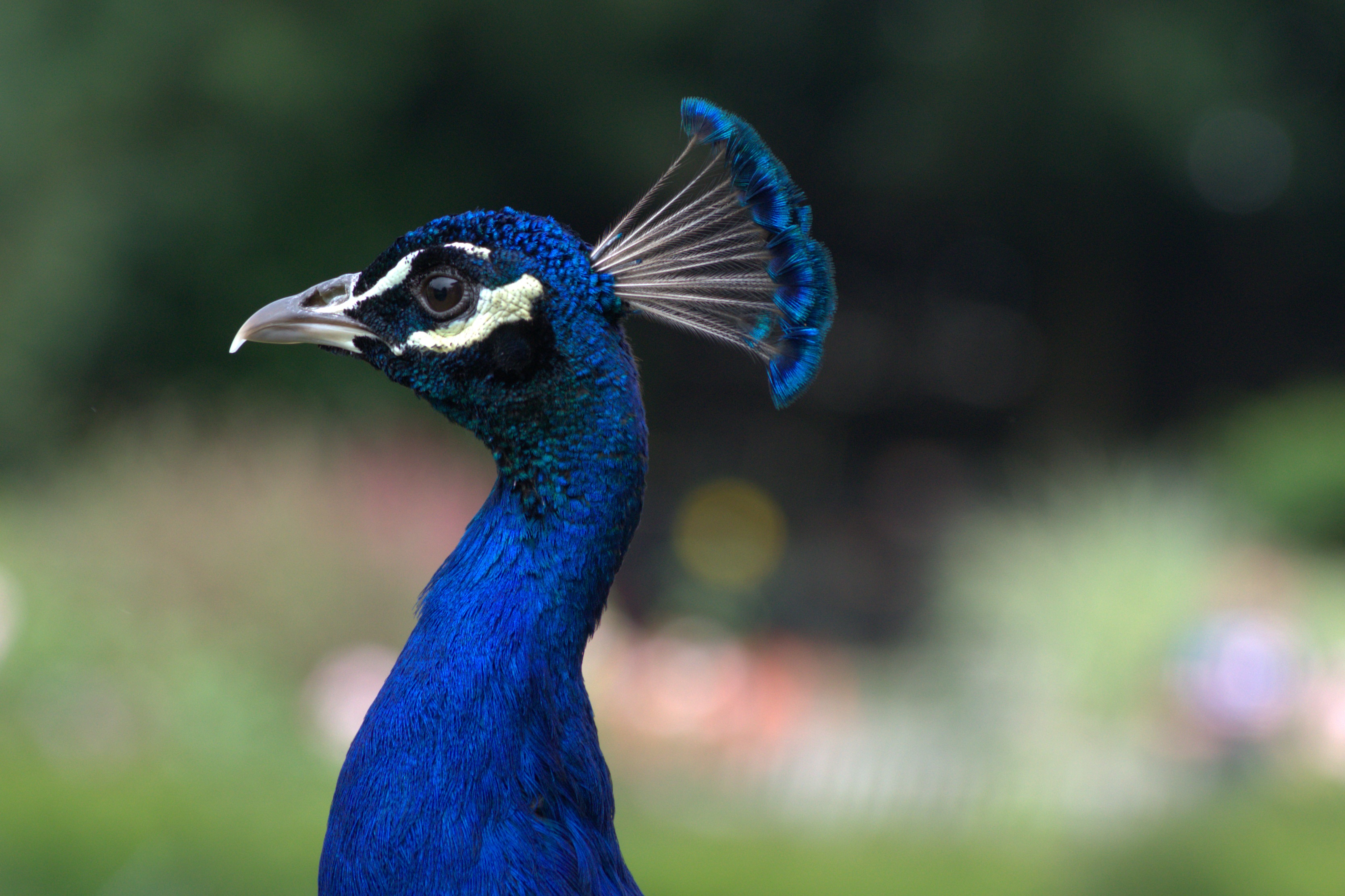 Peacock Head Bird free image download