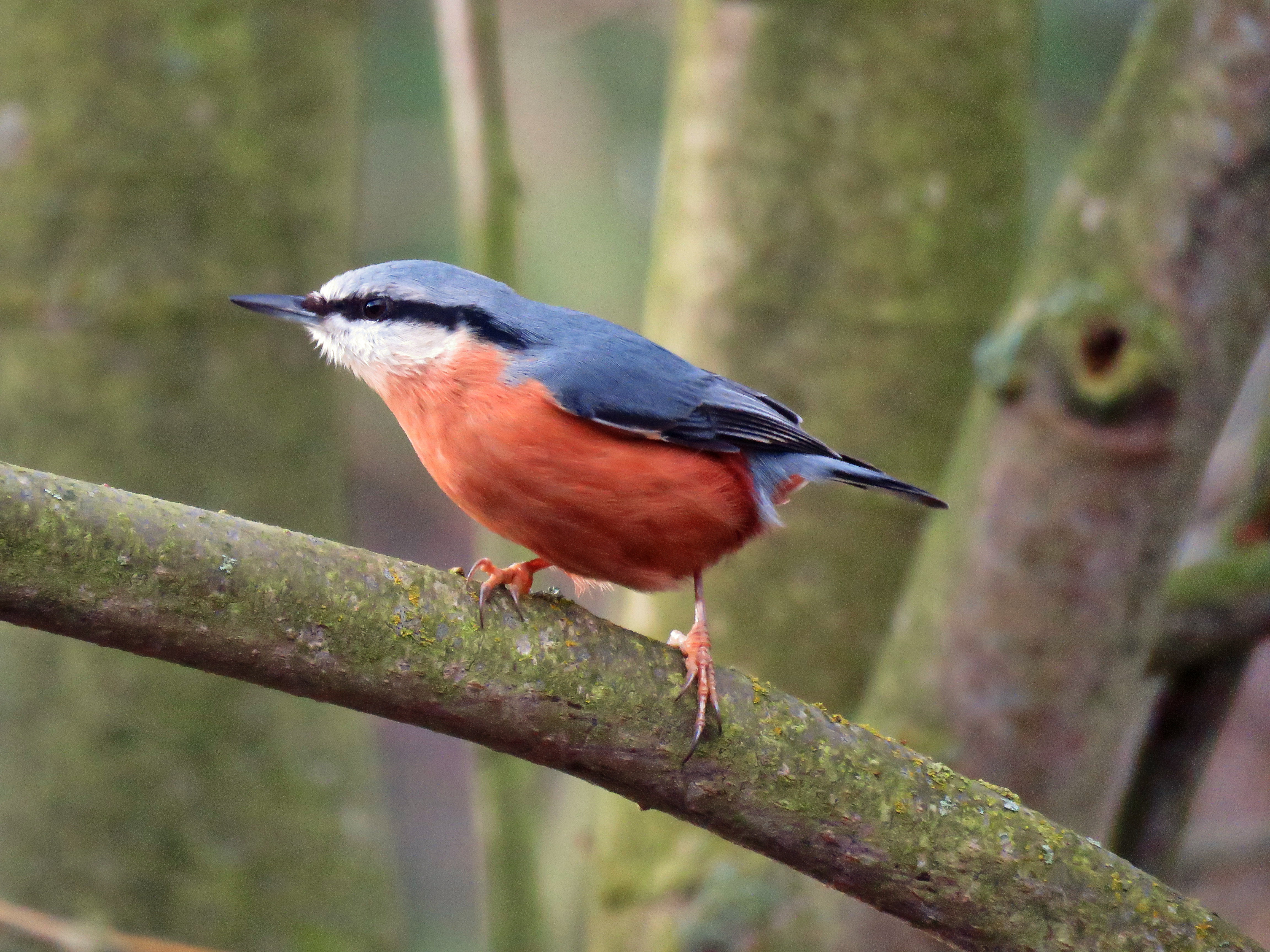 Kleiber Bird Animal World free image download