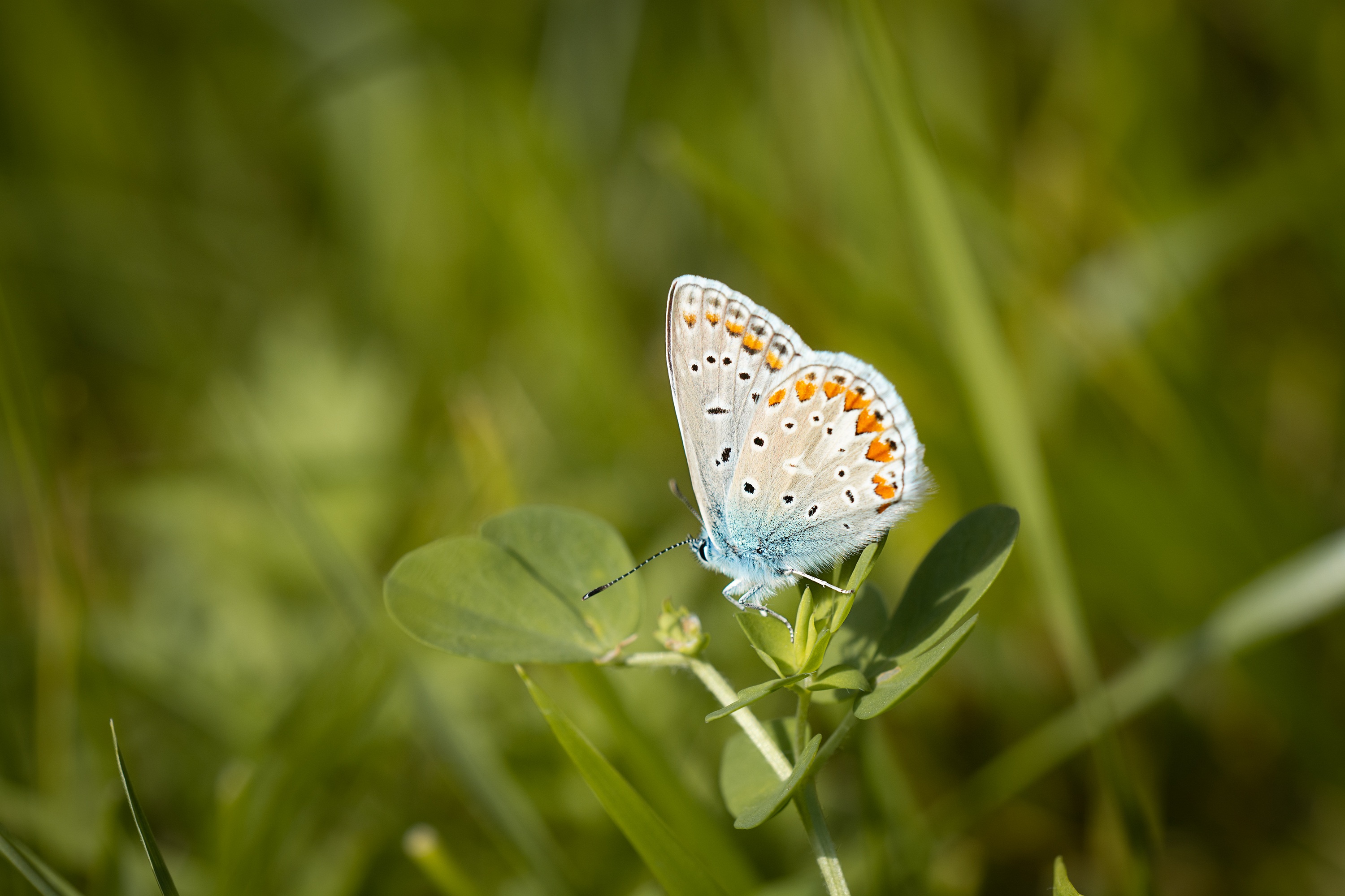 Silver-Studded Blue Common free image download