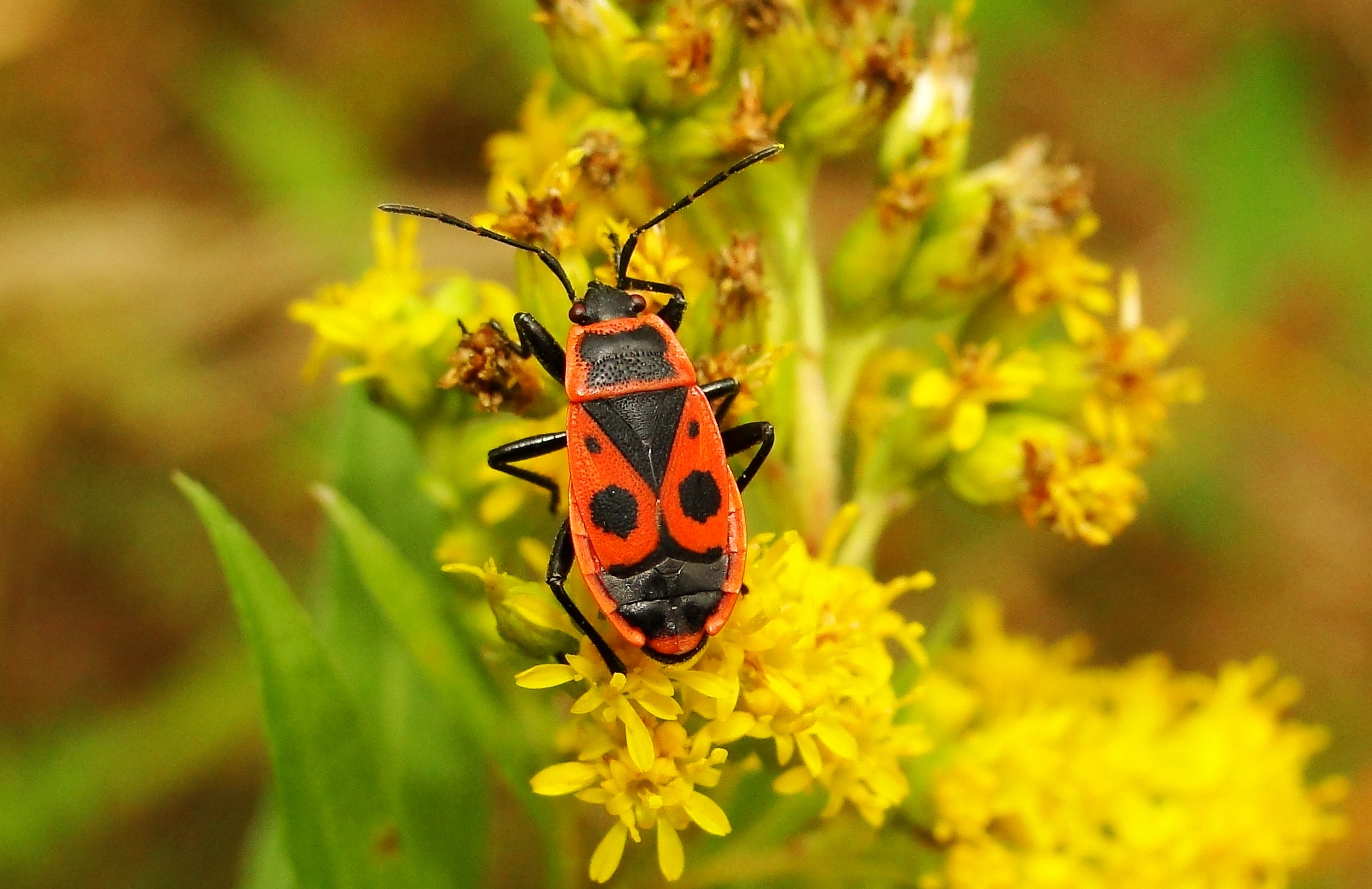 Insect Nature Summer free image download