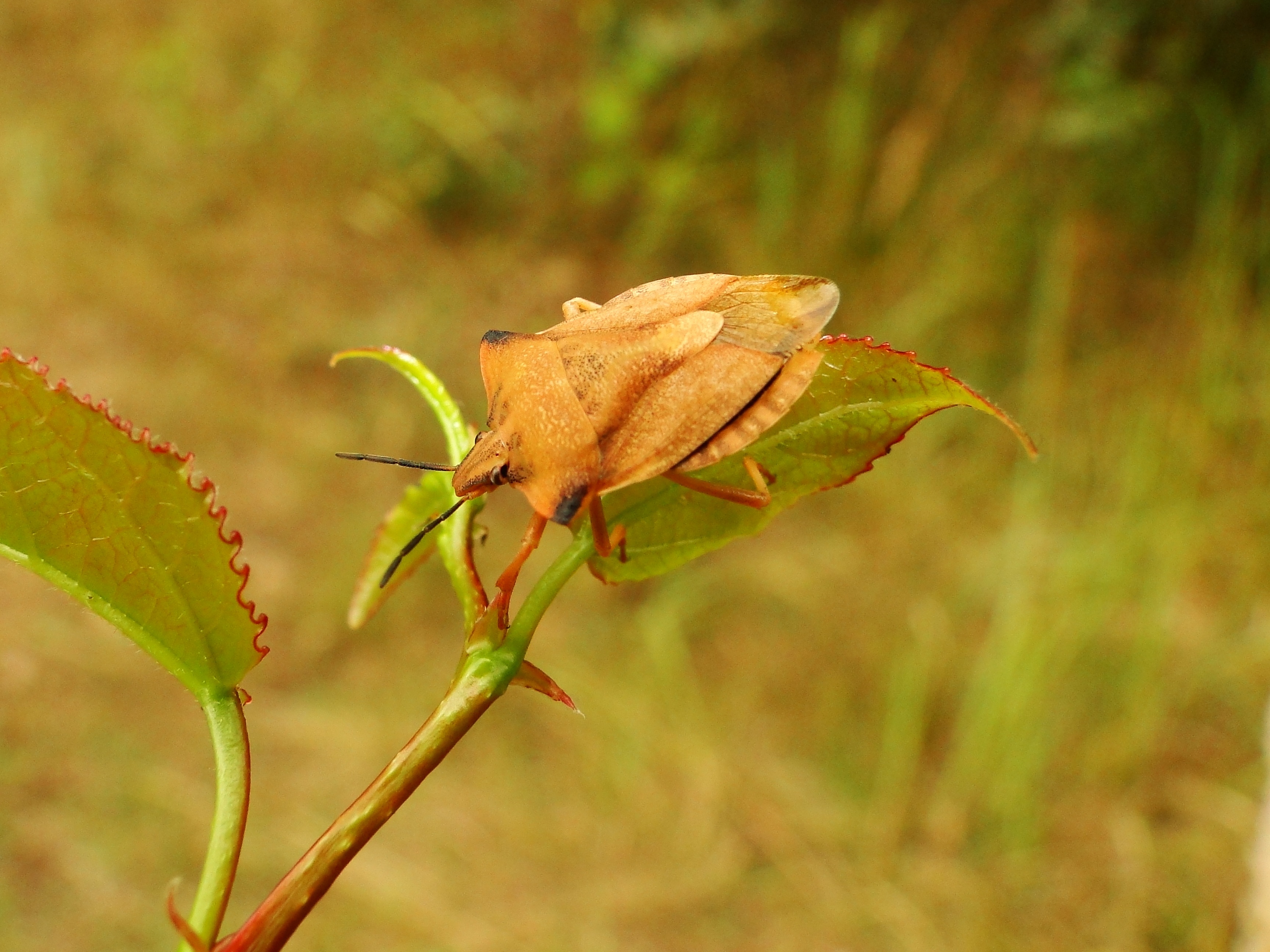 Borczyniec Fruit Pluskwiak Insect free image download