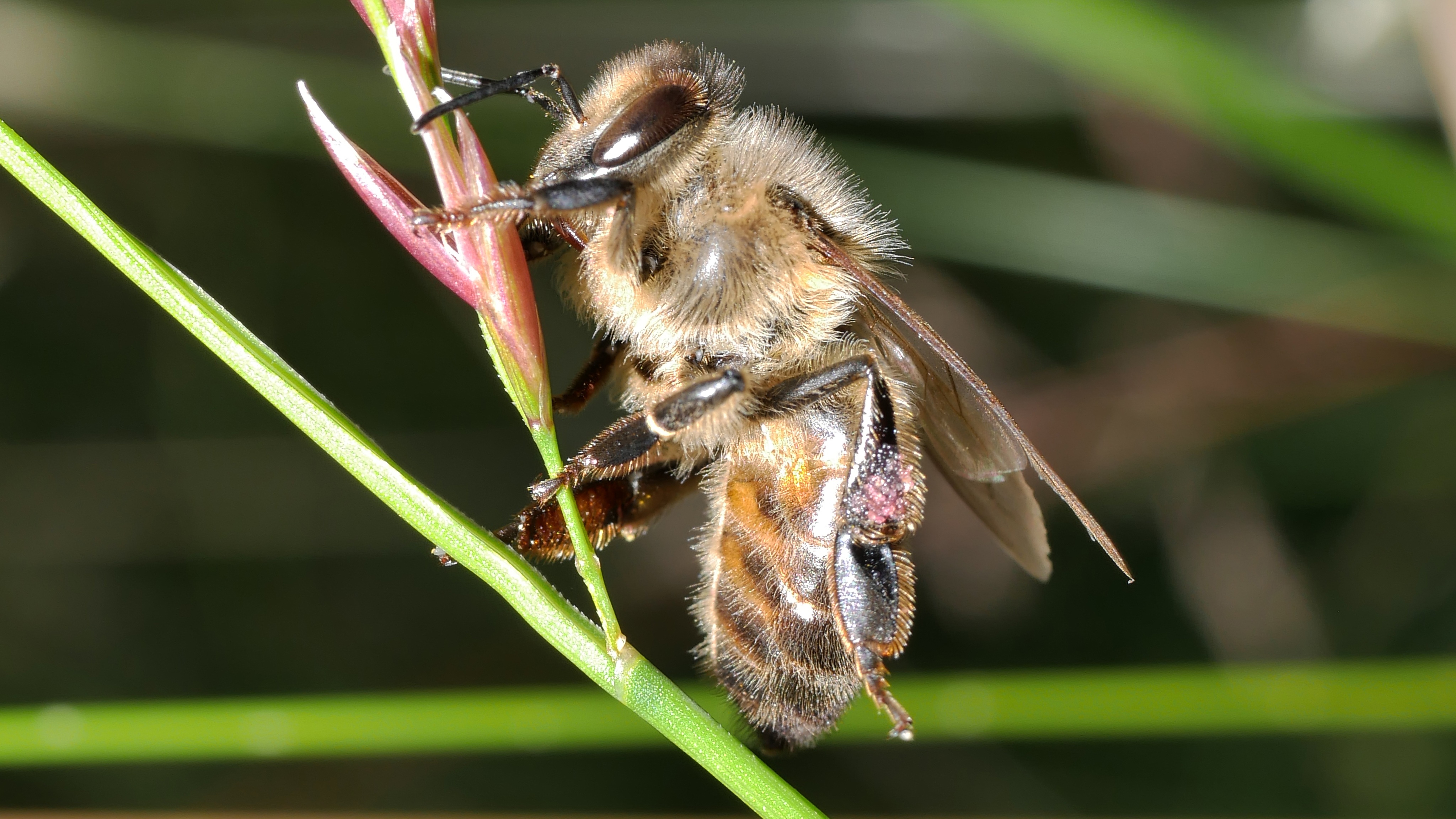 Insect Bee Macro free image download