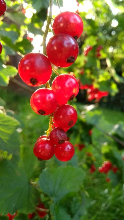 Juicy berries on a branch free image download