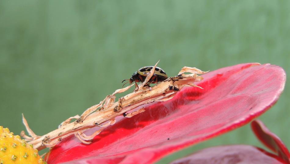 Insect Nature Approach free image download
