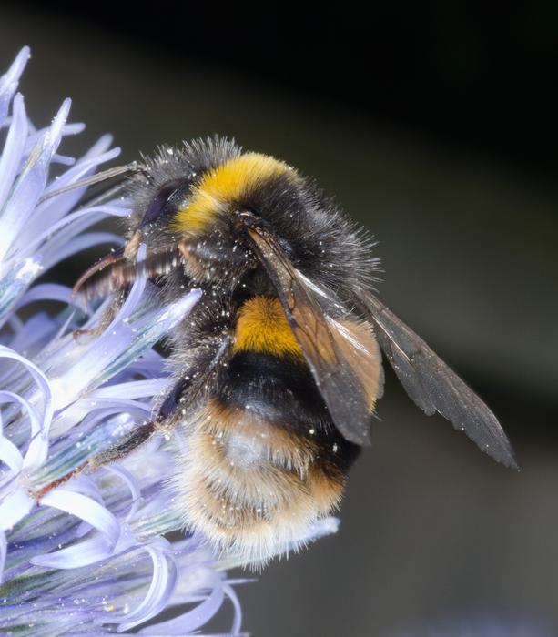 Bee Insect Summer free image download