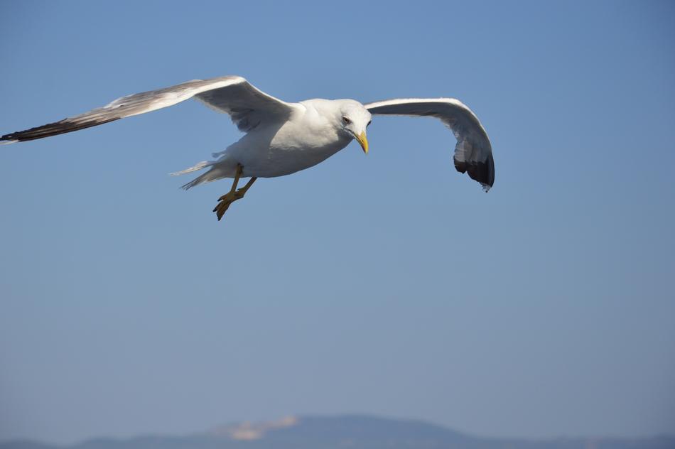 Bird Nature Living free image download