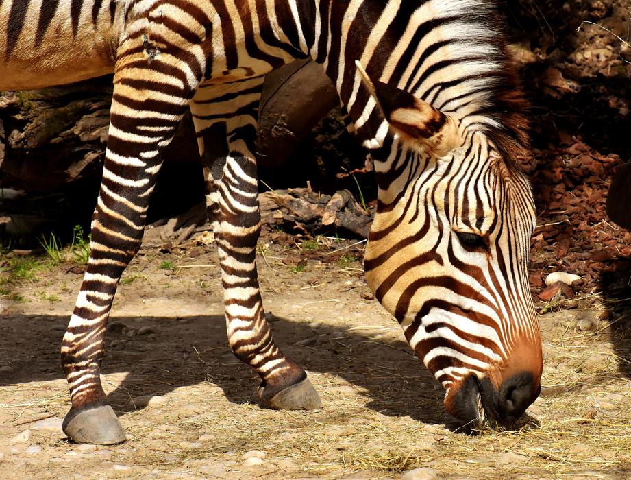 Zebra Wild Animal Zoo free image download