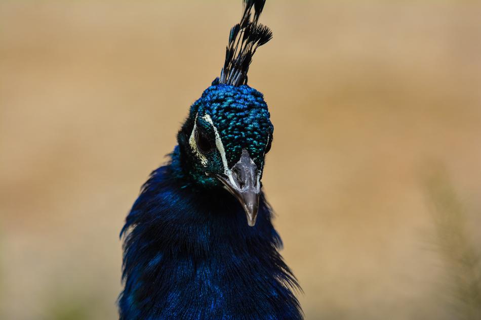 Bird Feather Animal World free image download