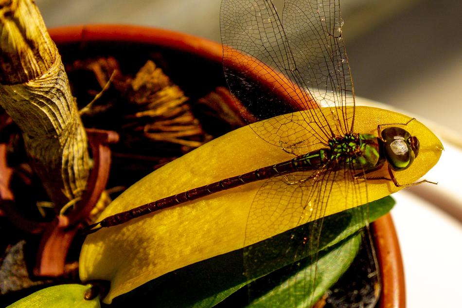 Insect Nature Animal free image download