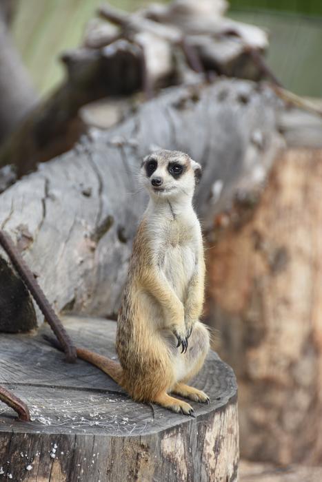 Animal The Spectator U S Air free image download