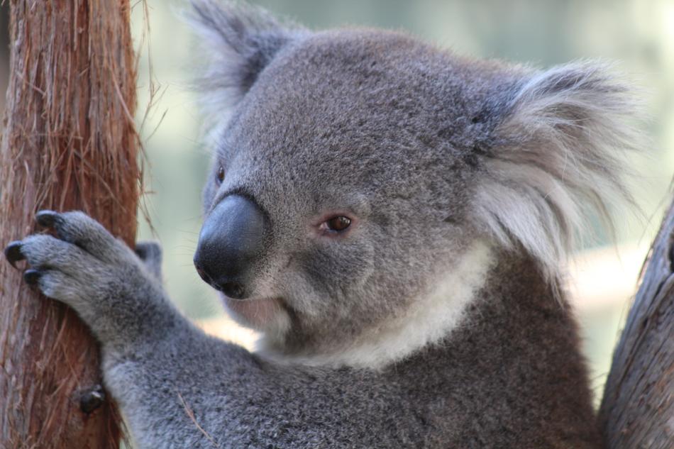 Mammal Wildlife Animal free image download