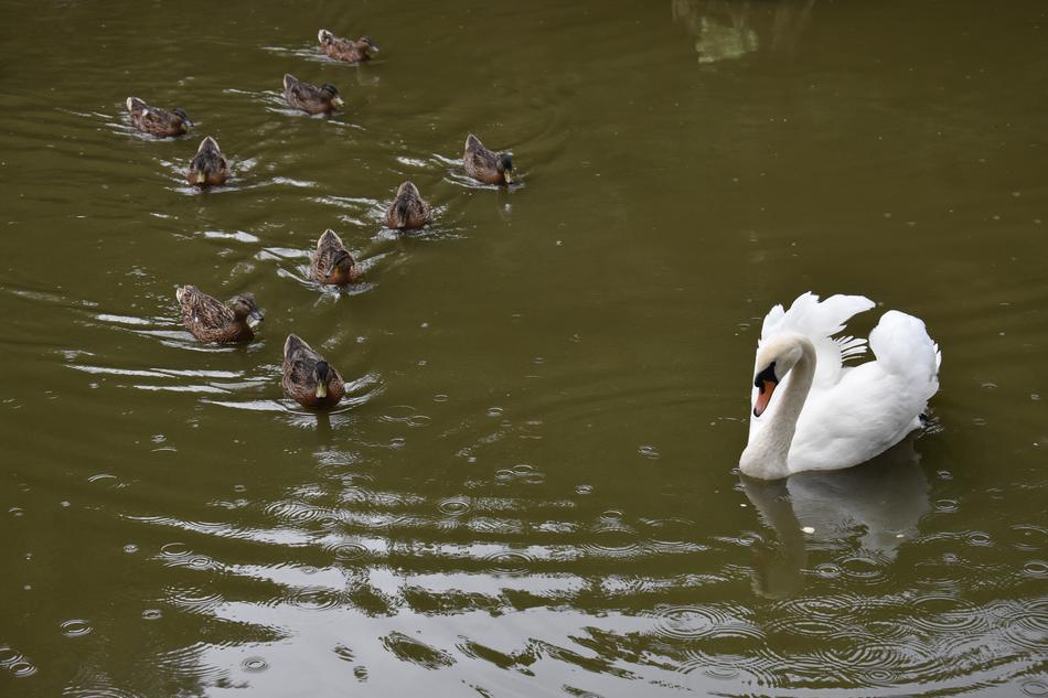 Swan White Duck free image download