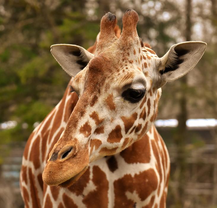Giraffe in Zoo, sad Animal portrait free image download