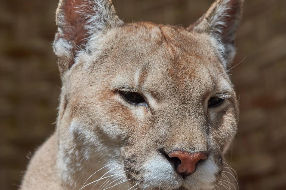 Puma Old Predator free image download