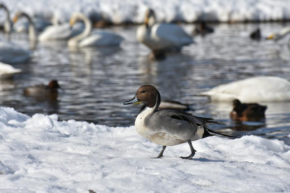 Animal Lake Waterside free image download