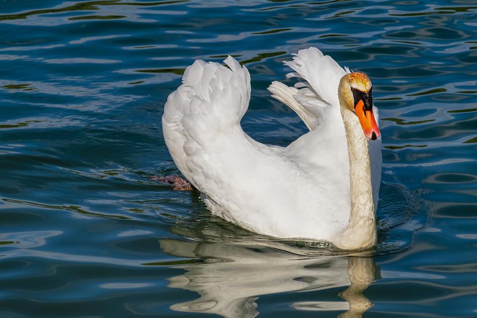 Swan Animal White free image download