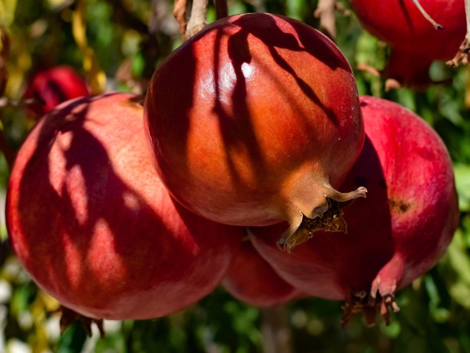 Juicy red fruits on a tree free image download