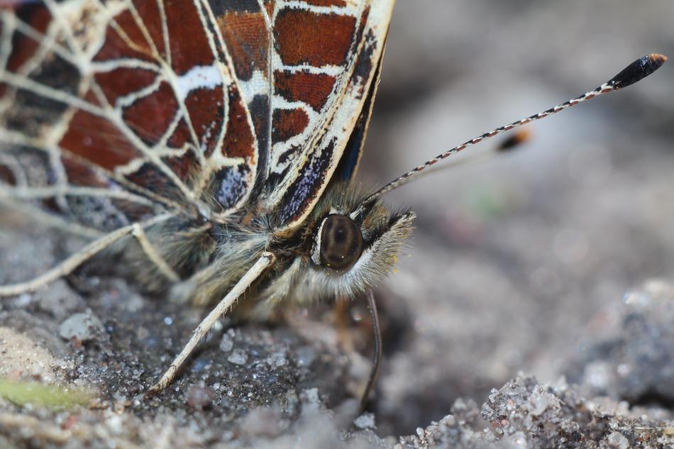 Butterfly Insect free image download