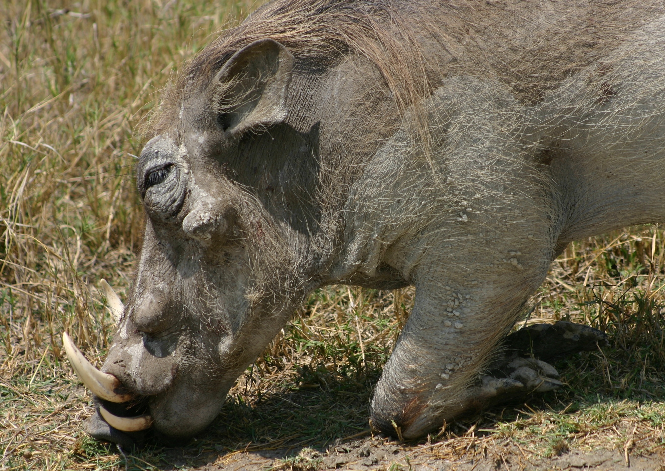 Animal Wildlife Mammal free image download
