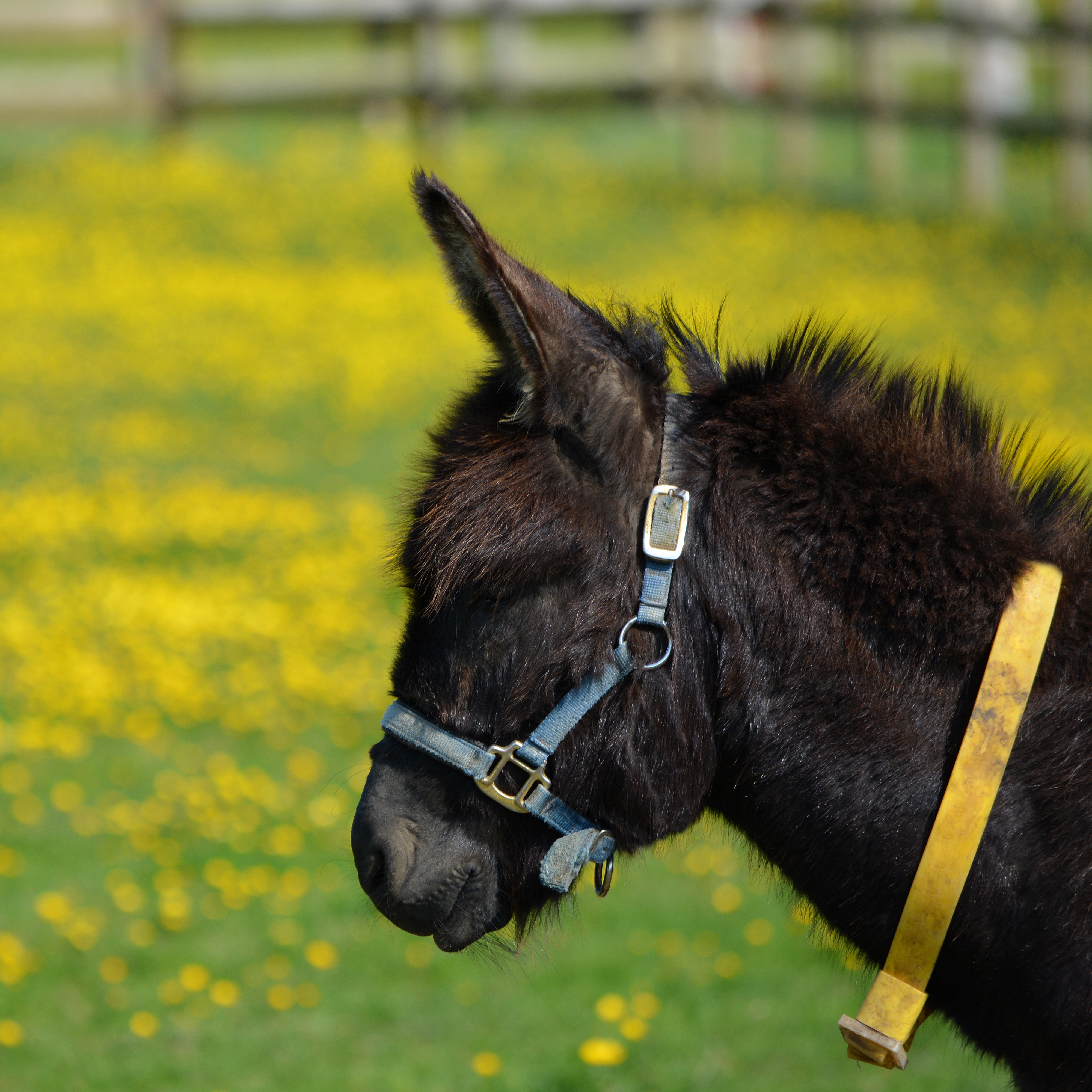 Donkey Mule Animal free image download