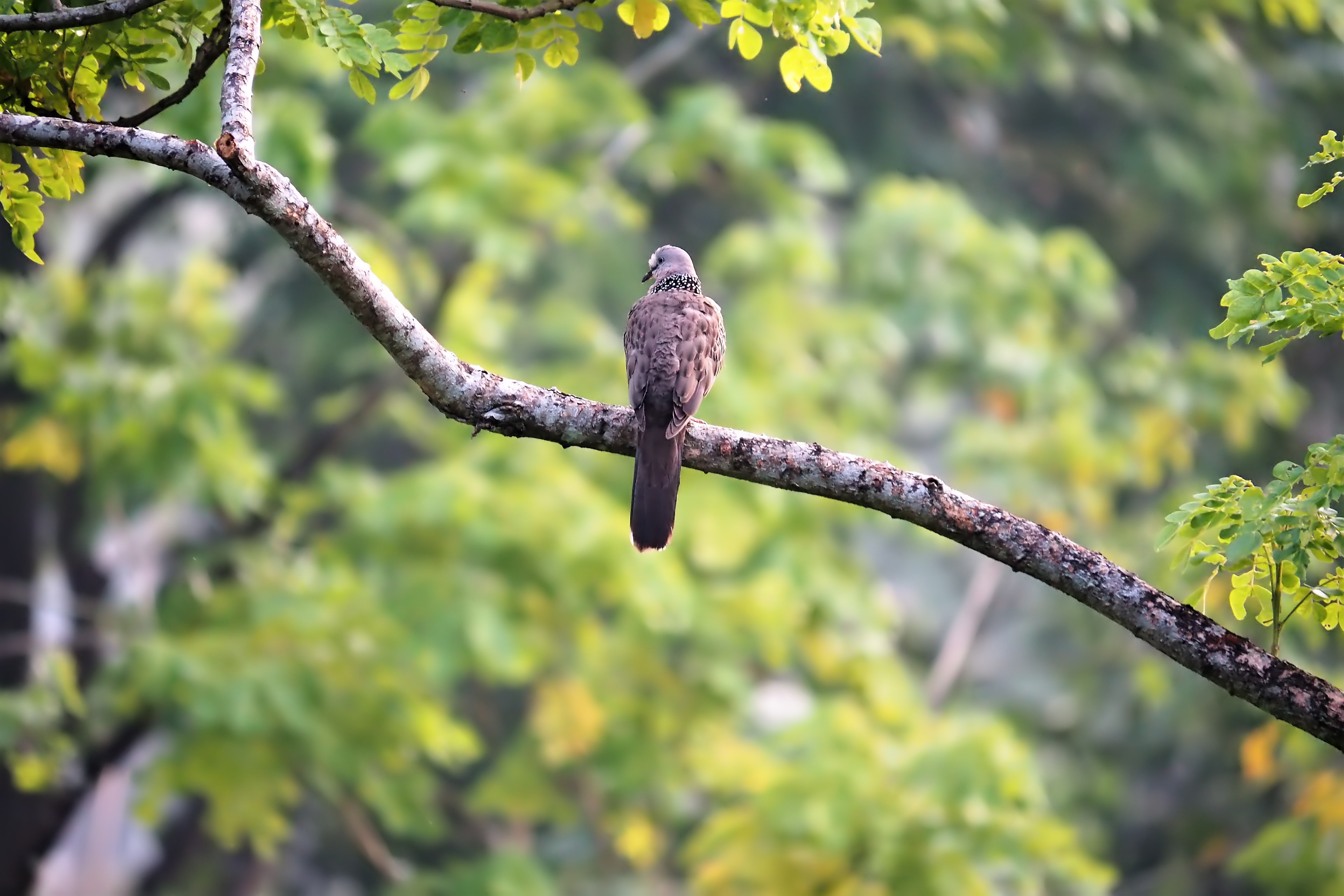 Dove Bird Nature free image download