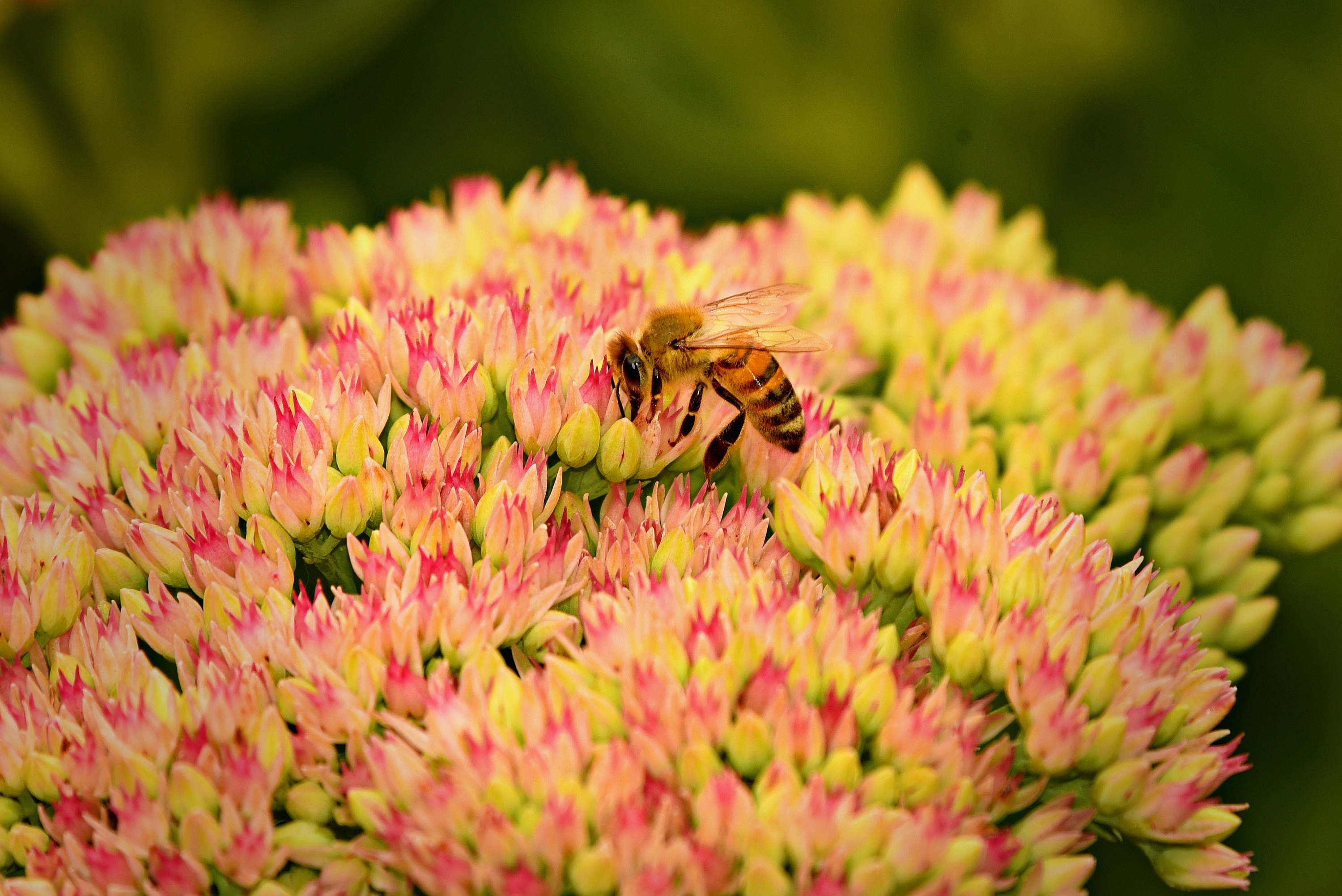 Bee Insect Animal free image download