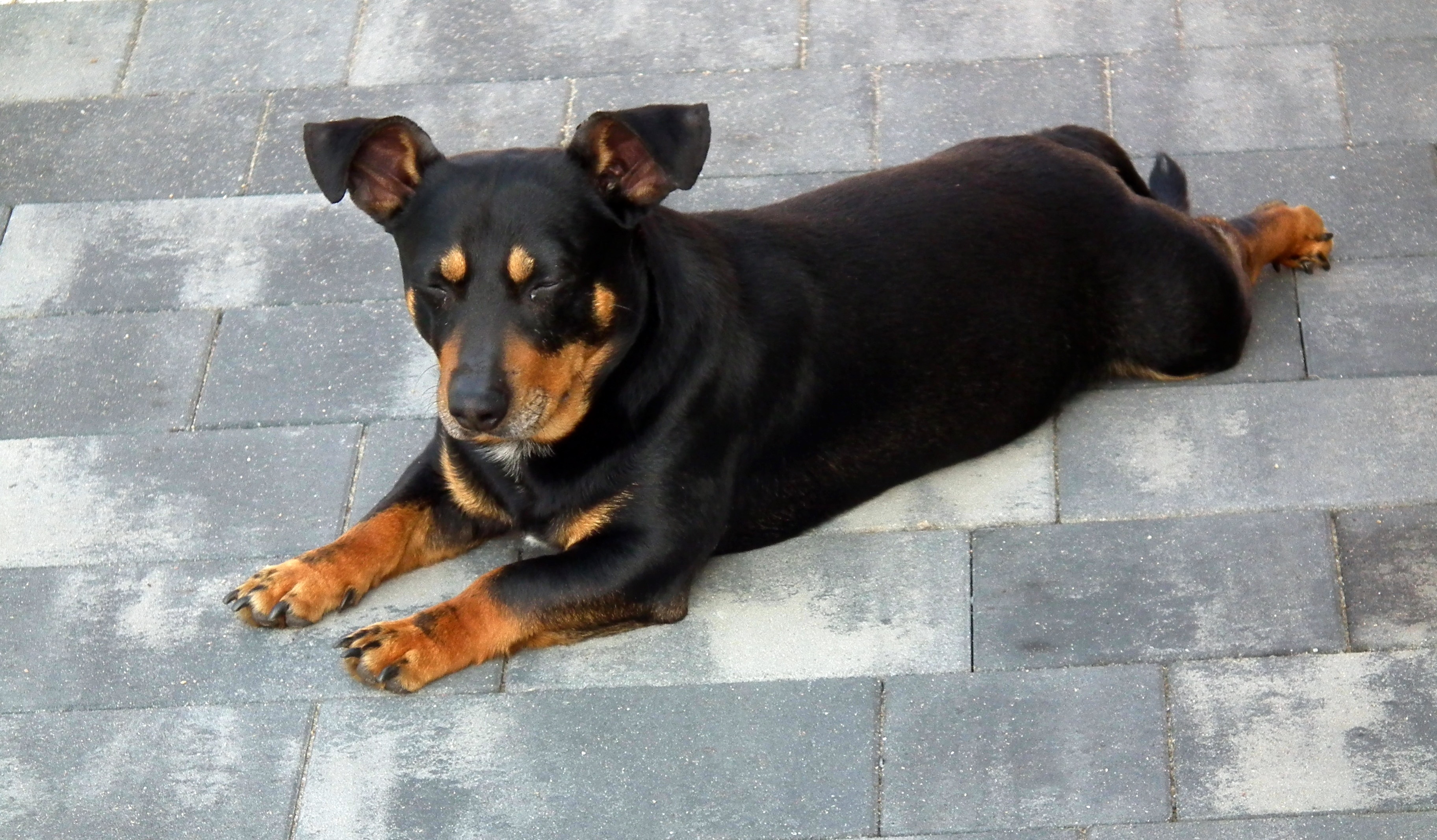 Animal Dog Rest free image download