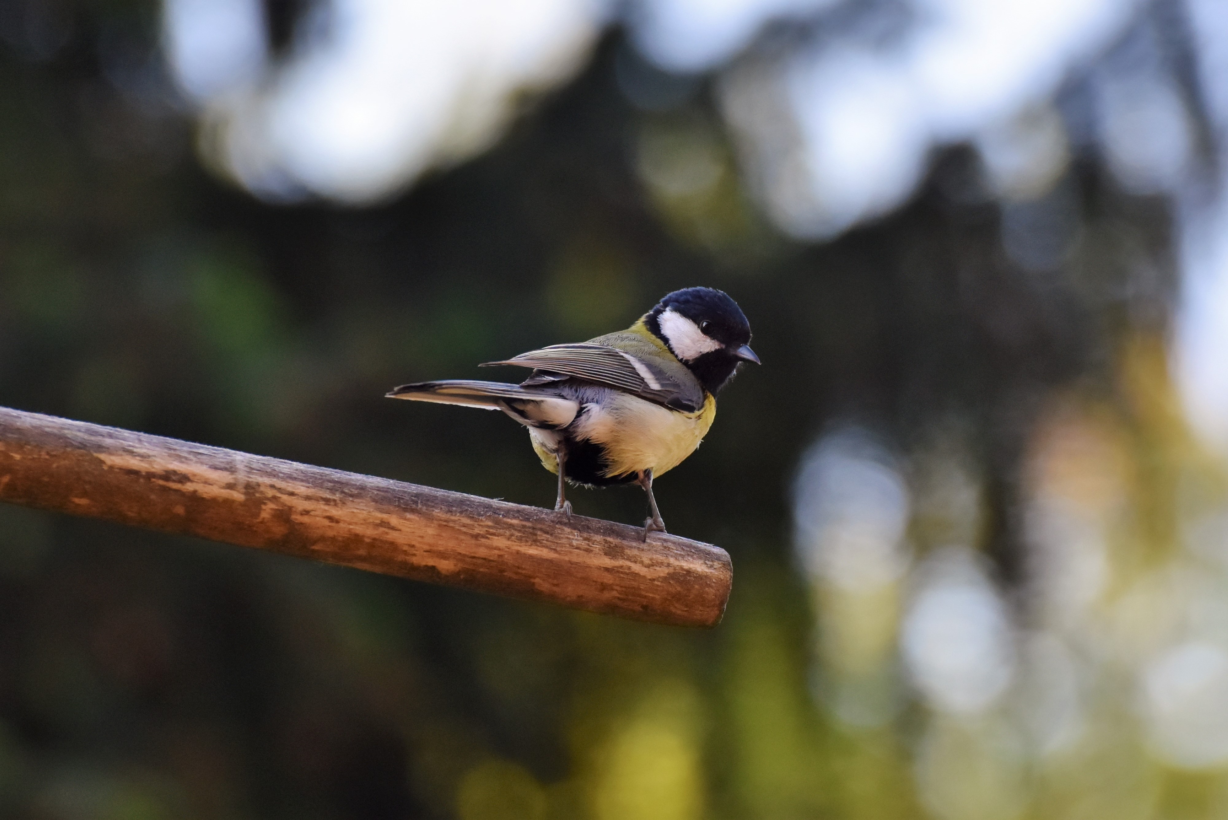 Tit Songbird Small Bird free image download