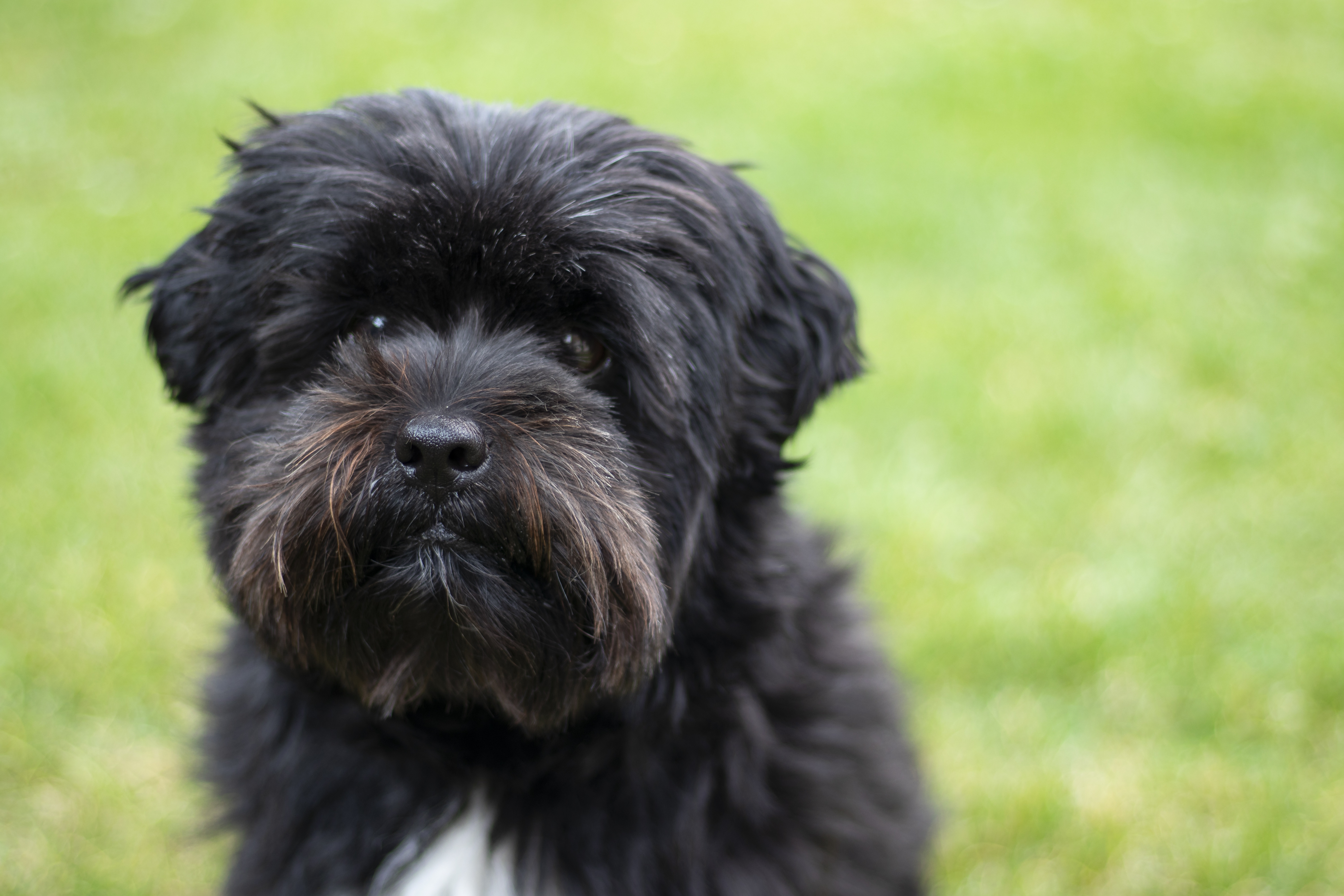 Dog Black Boomer free image download