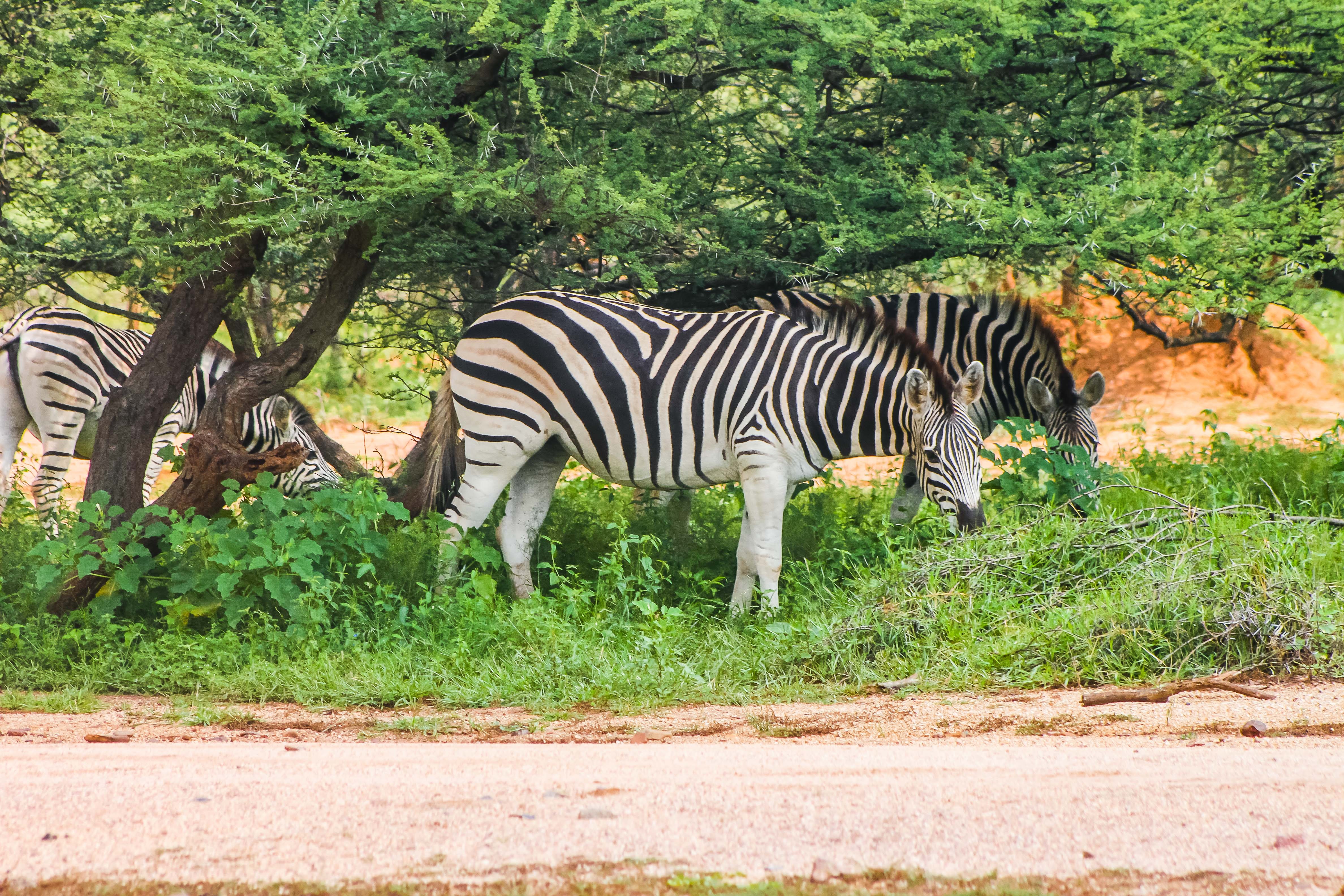 Zebra Safari Africa free image download