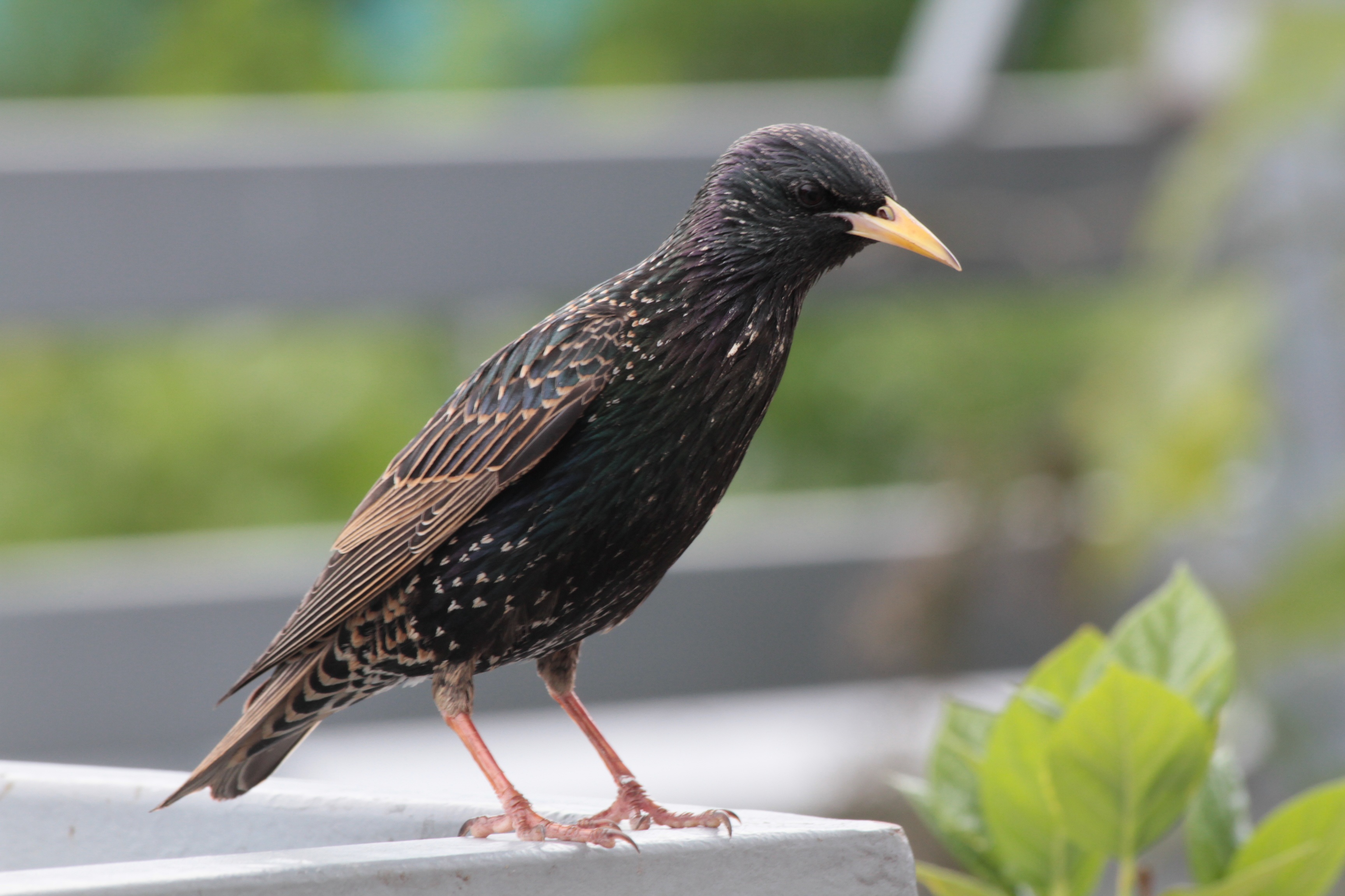 Star Bird Black free image download