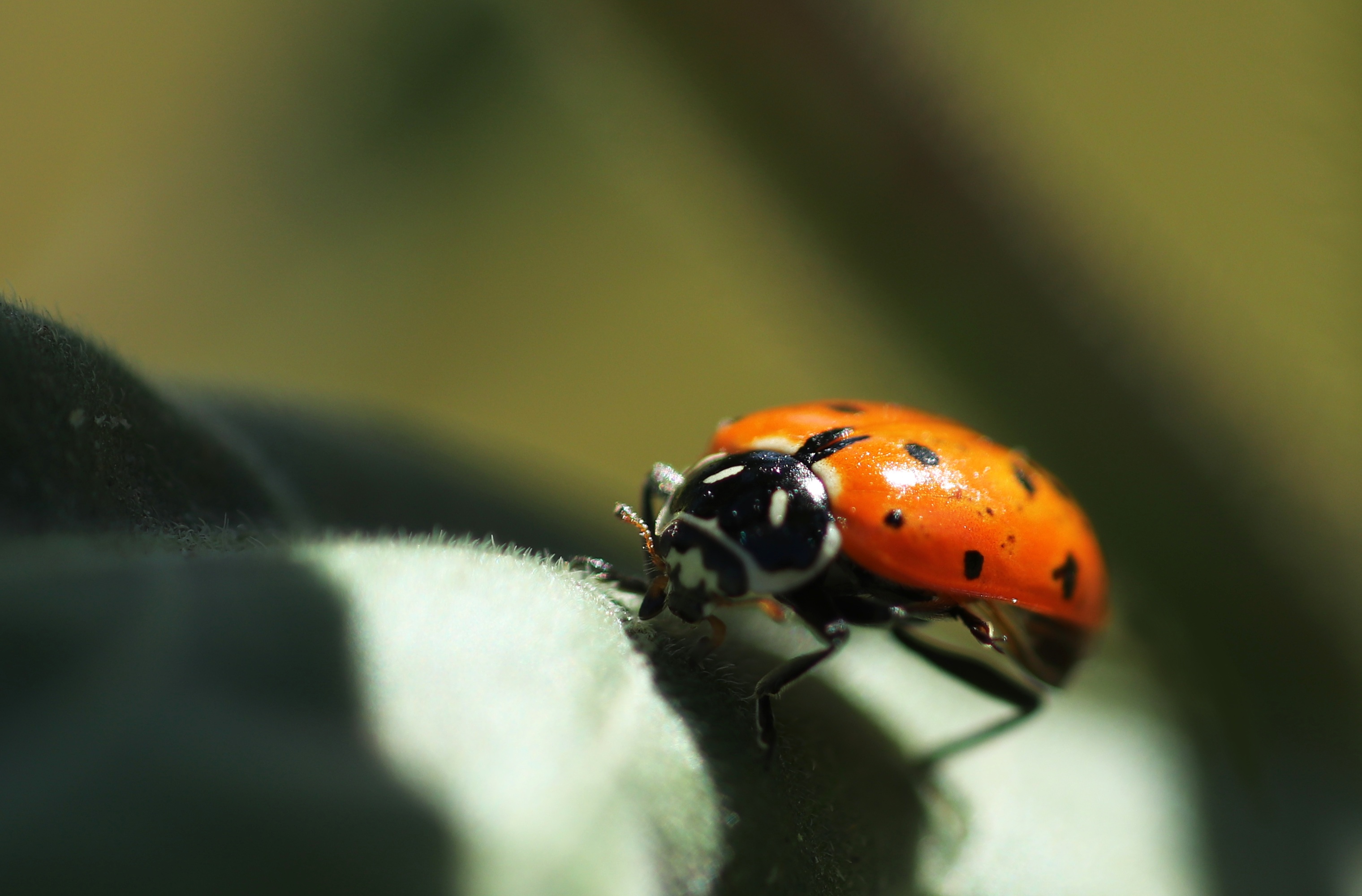 Ladybug Insect Nature free image download