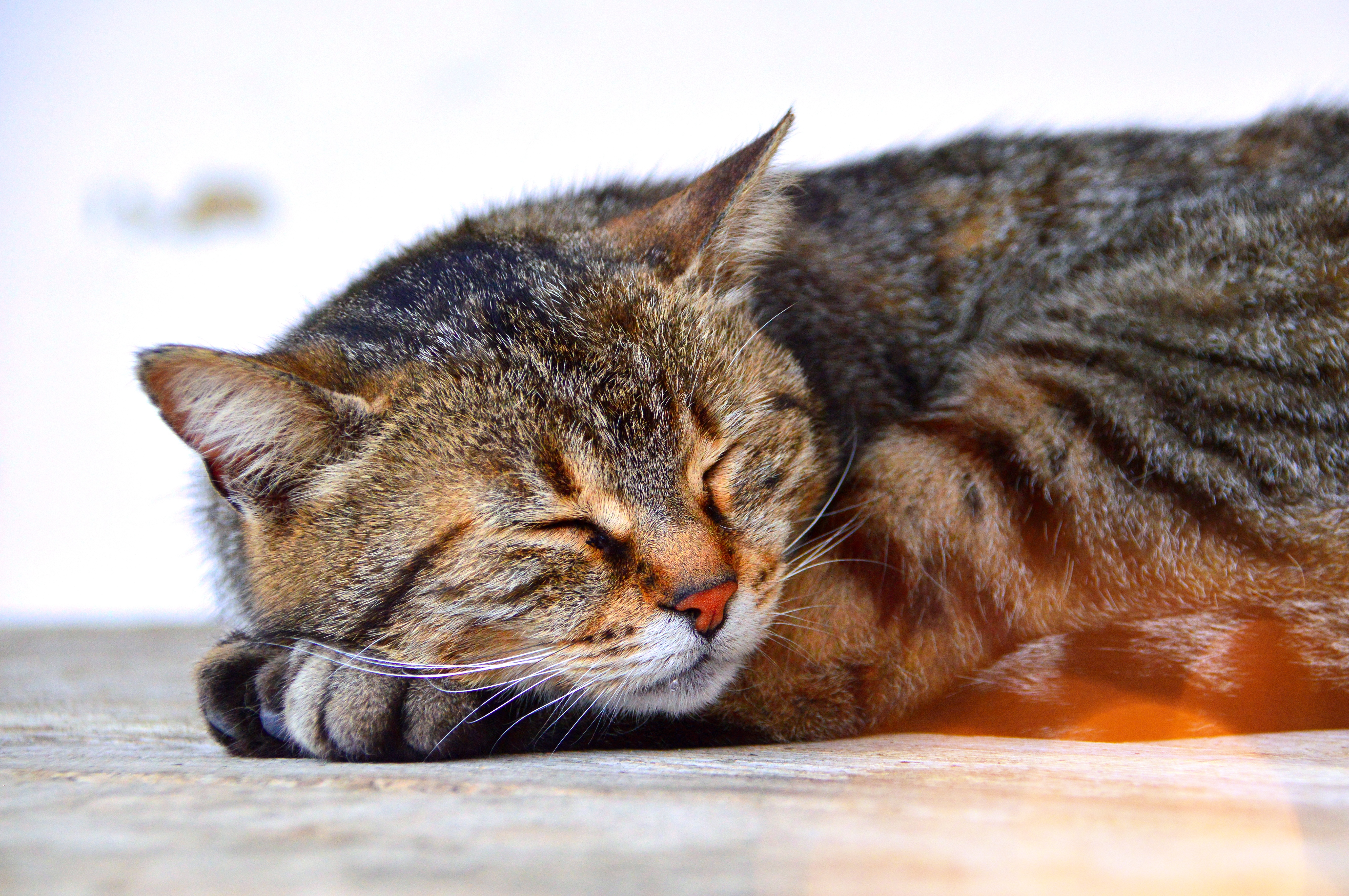 Cat Sleep Tabby free image download