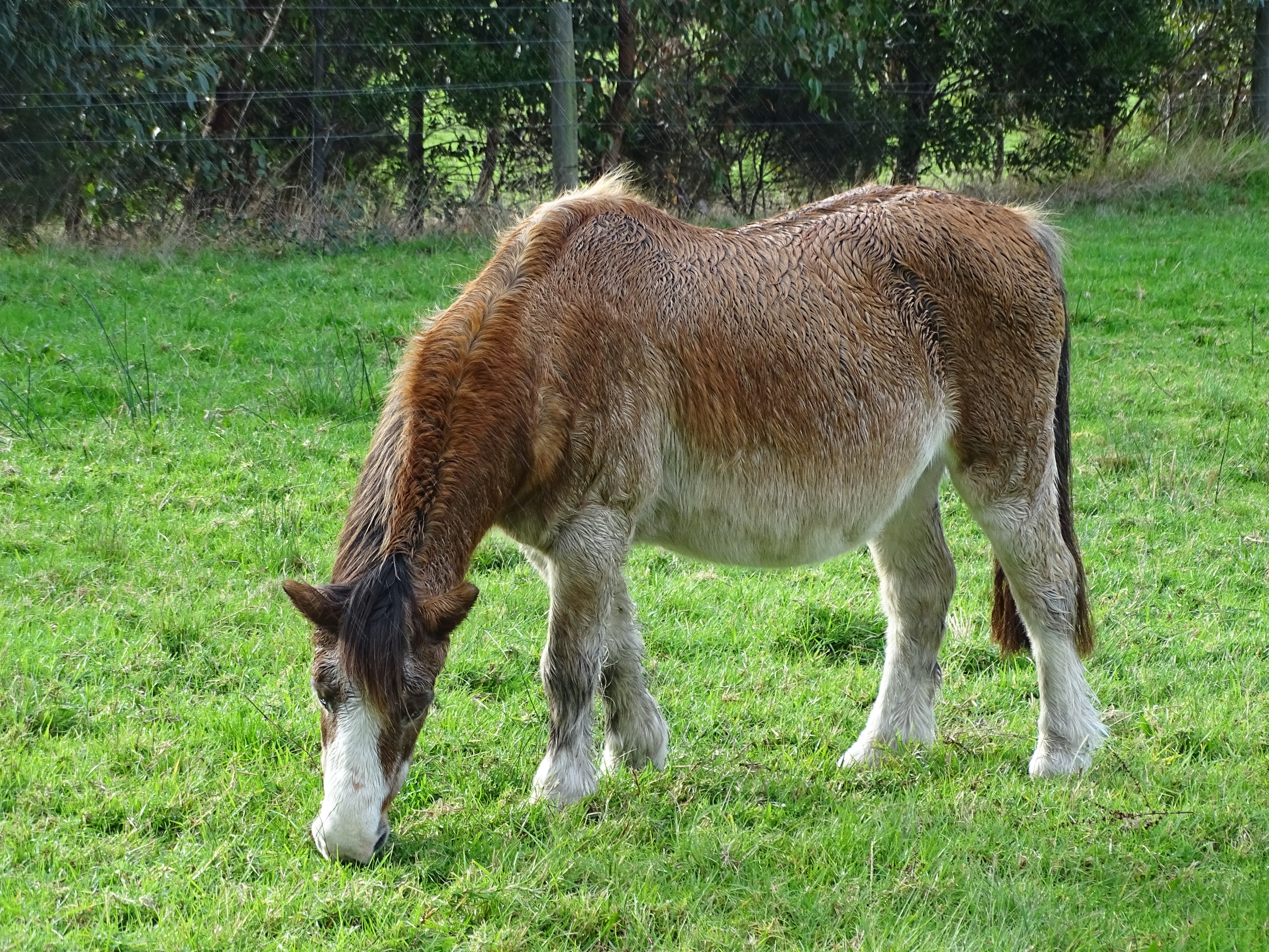 Pony Horse Animal free image download