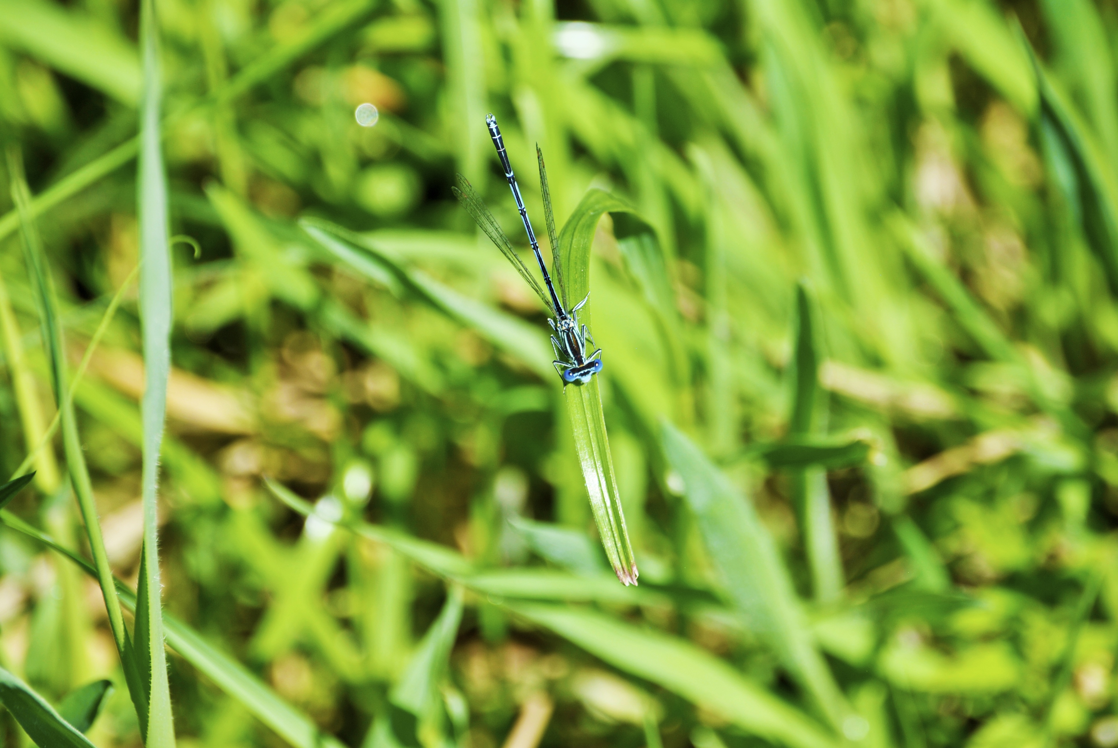 Dragonfly Green Creature free image download