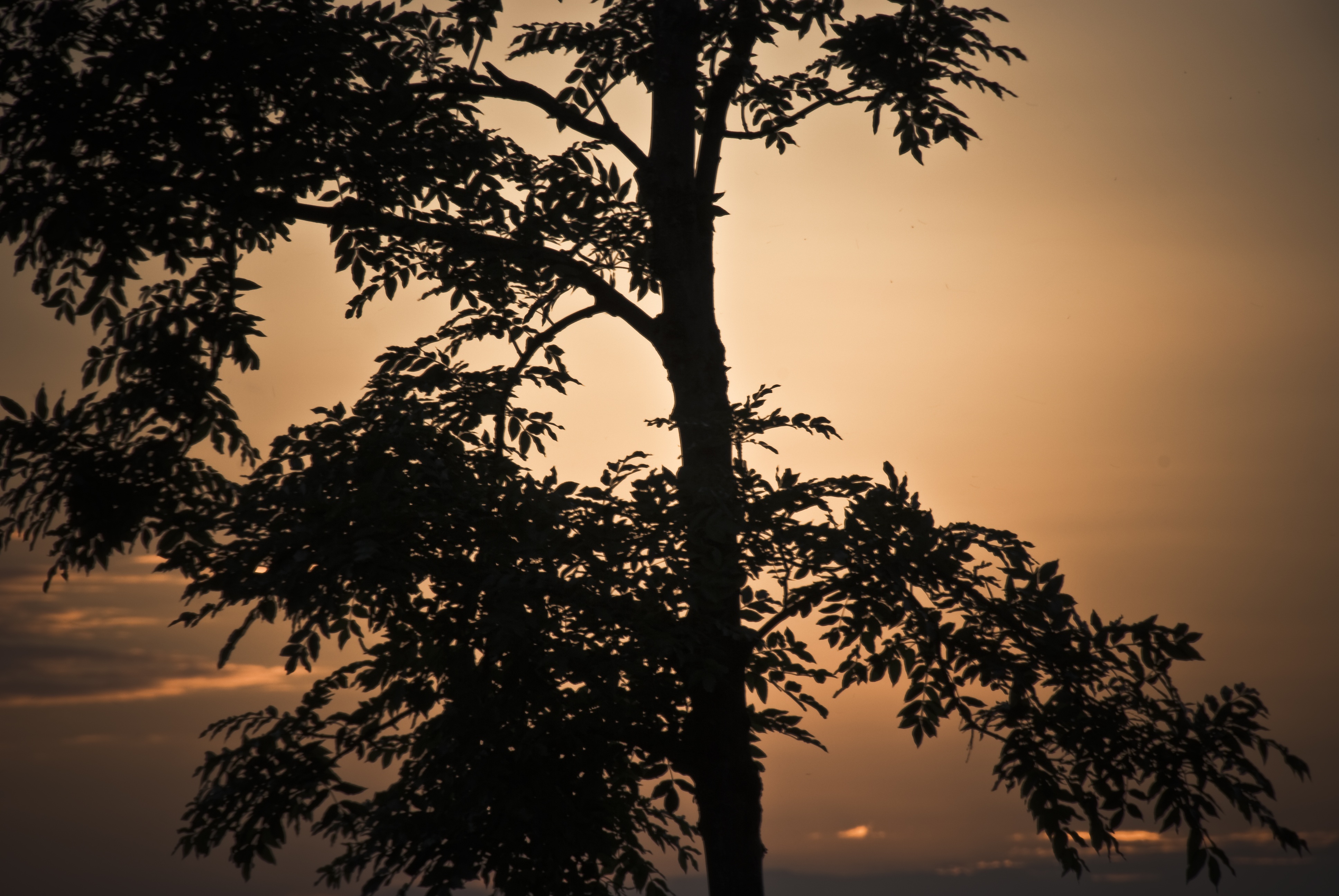 Sunset Tree Orange free image download