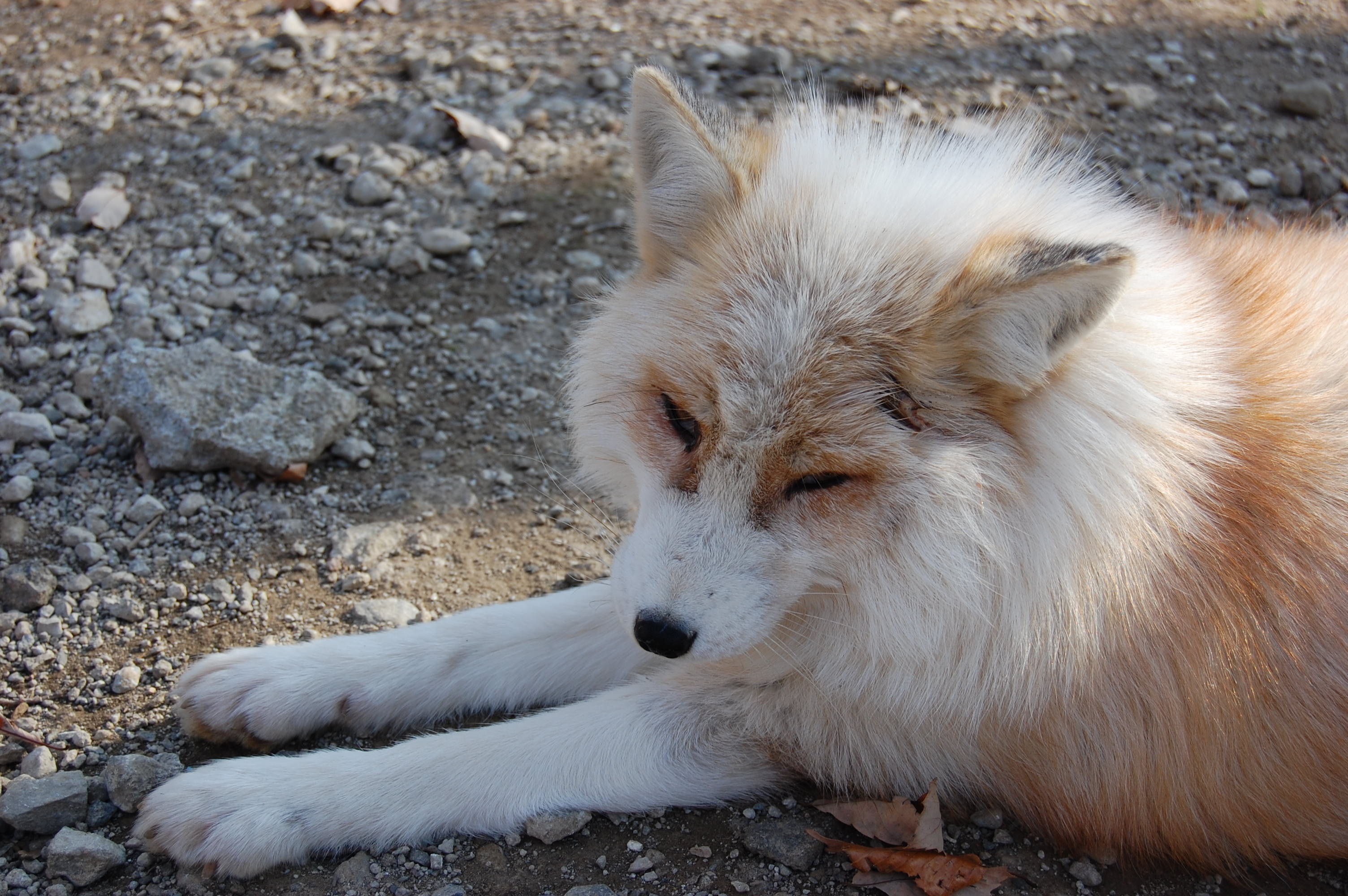 Animal Mammal Natural Wild free image download