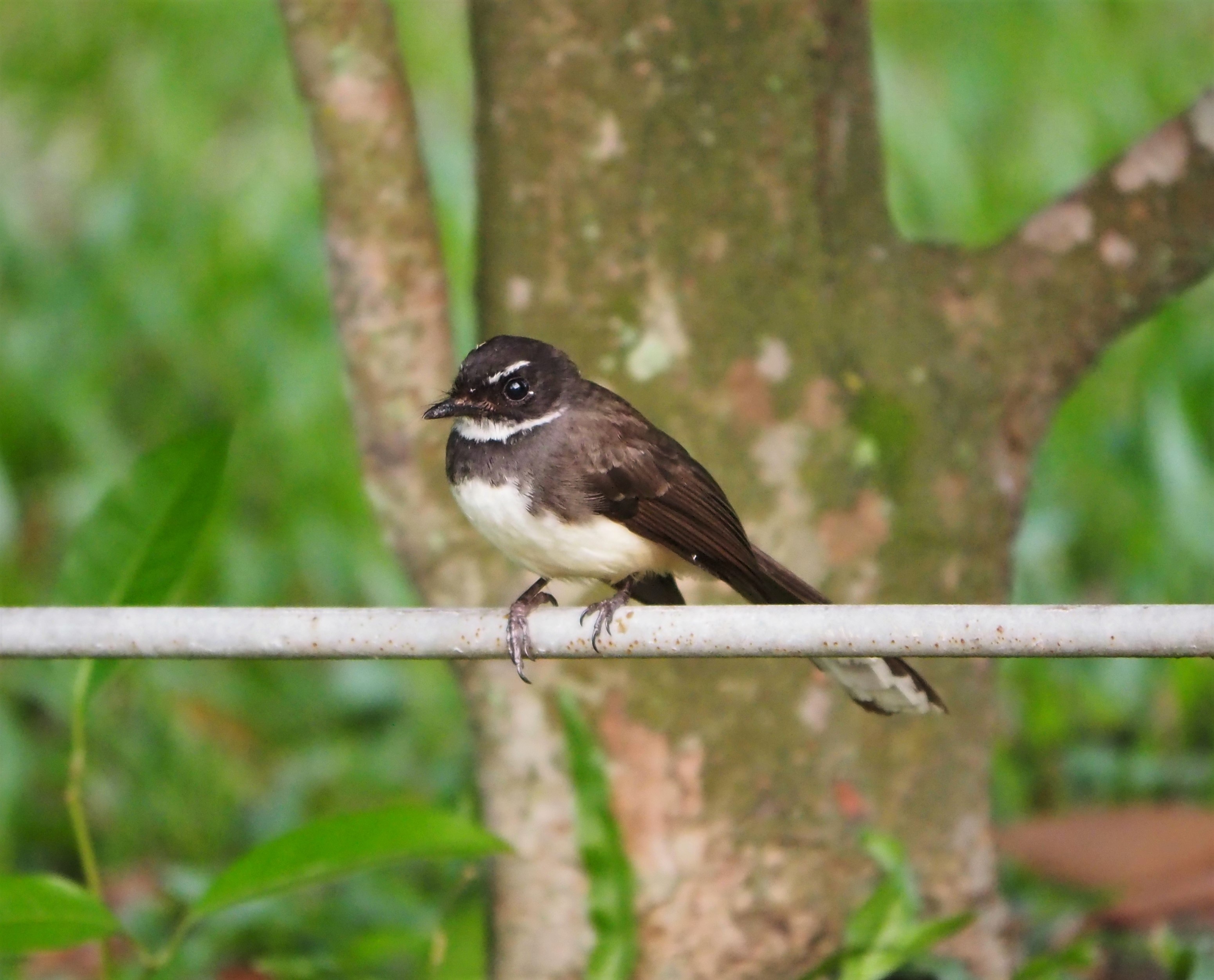 Bird Wildlife Nature free image download