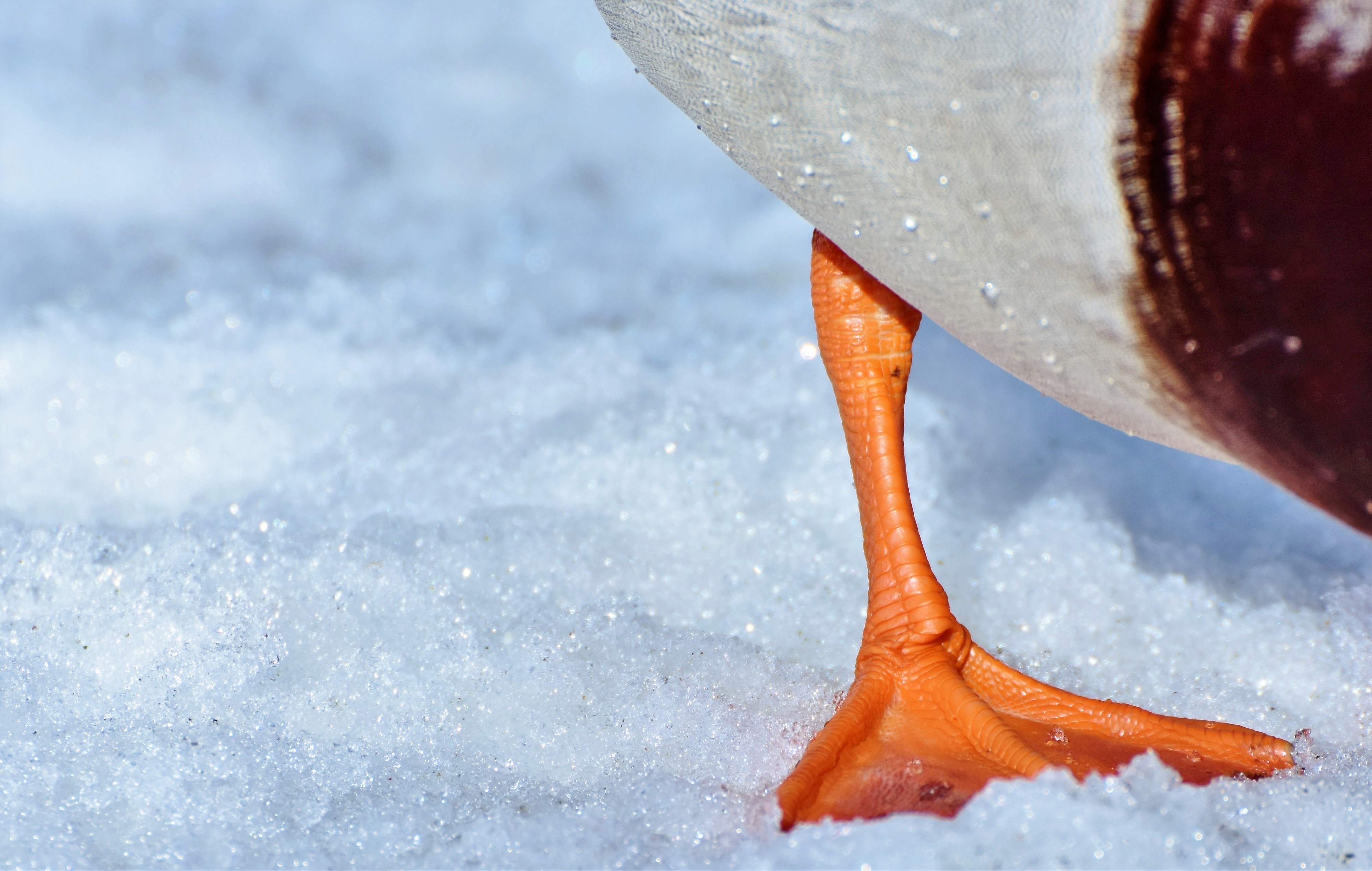 Duck Foot Fin free image download
