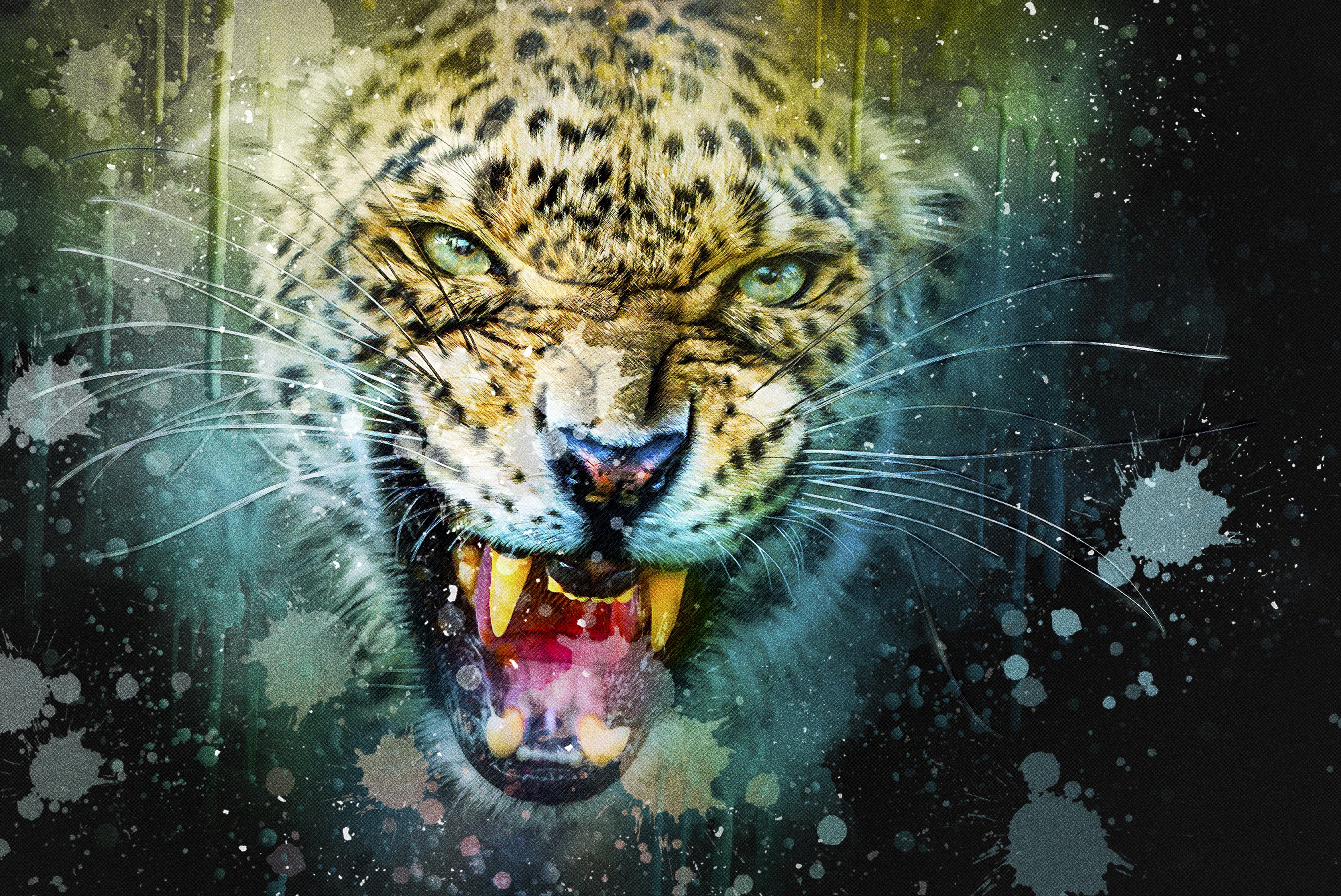 Leopard Cat Predator free image download